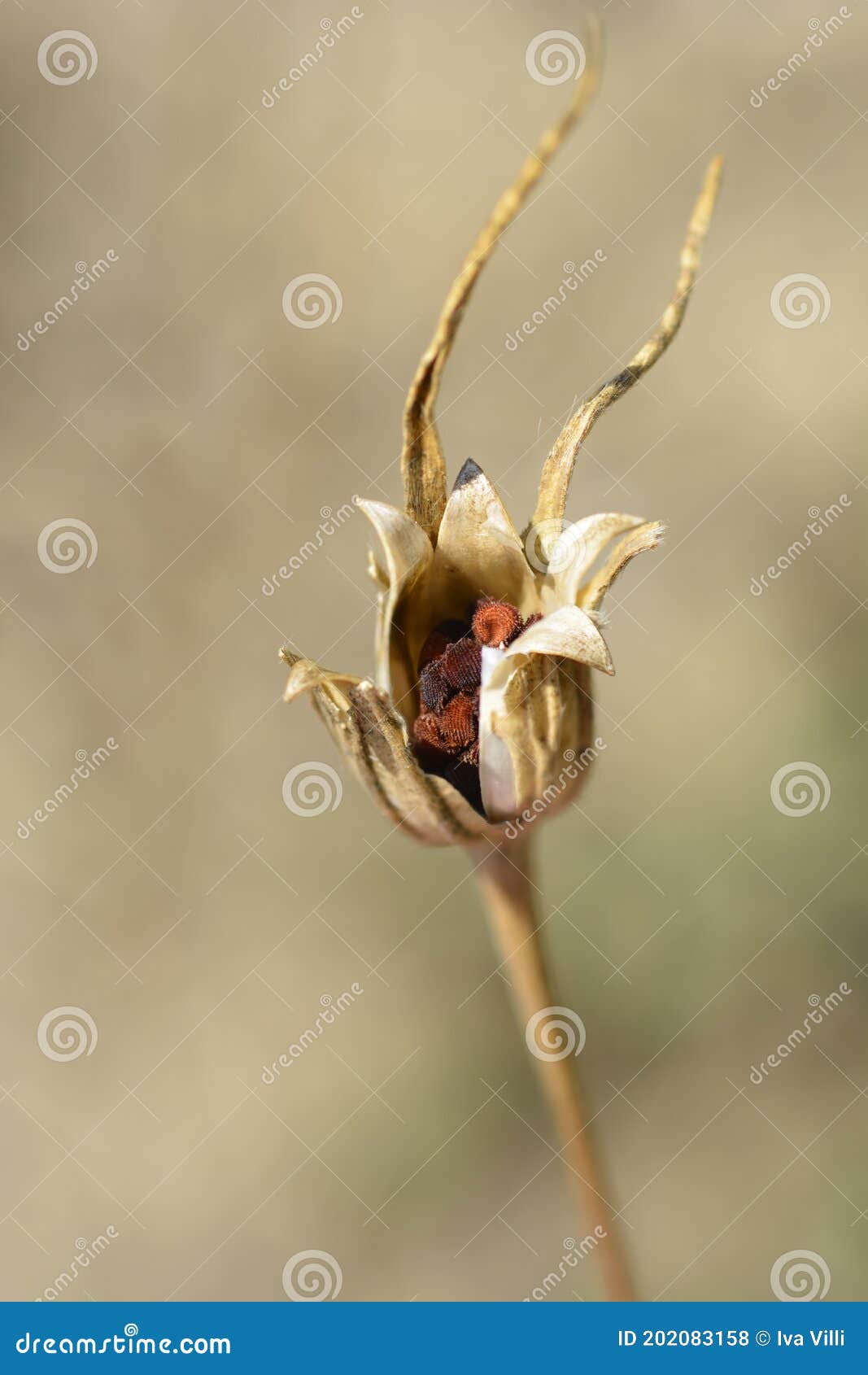 Common corn cockle stock photo. Image of common, plant - 202083158