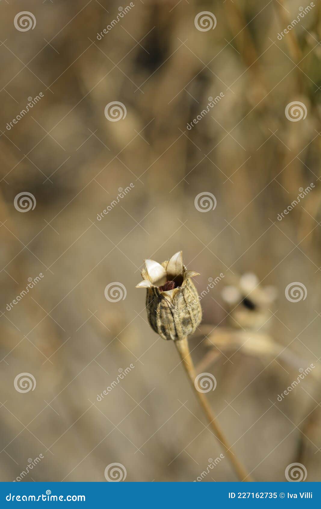 Common corn cockle stock image. Image of seed, githago - 227162735