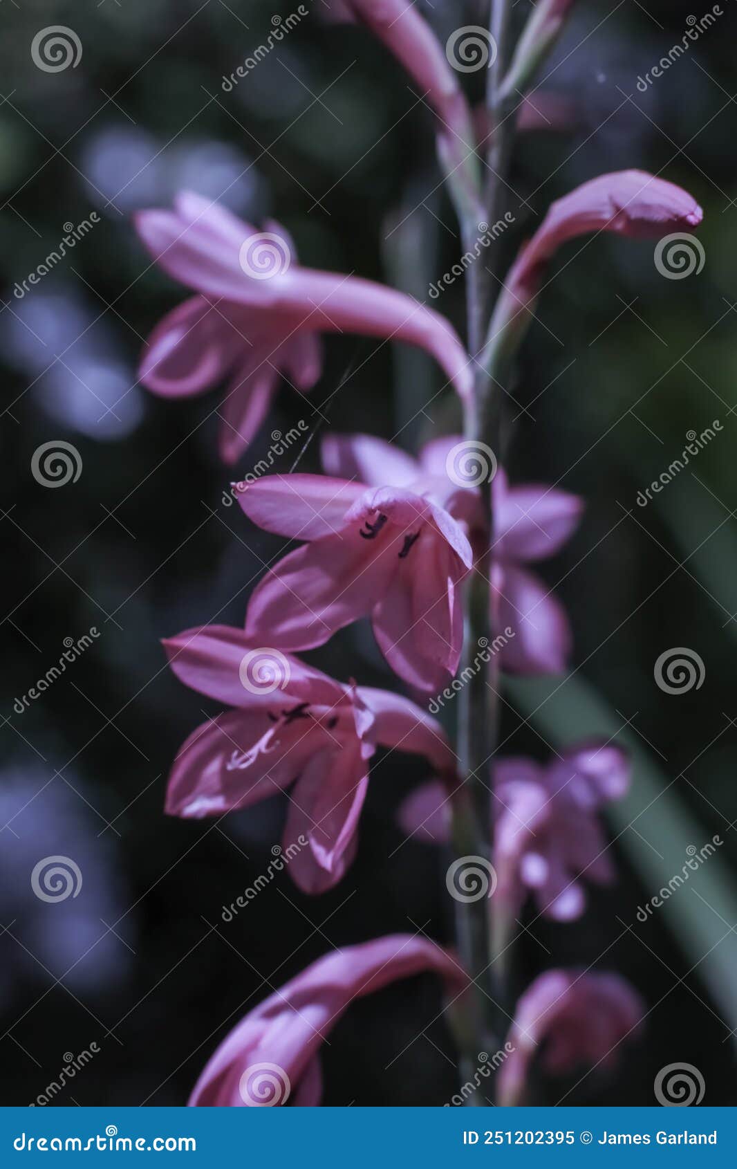 A Common Corn-Flag bloom stock image. Image of eastern - 251202395