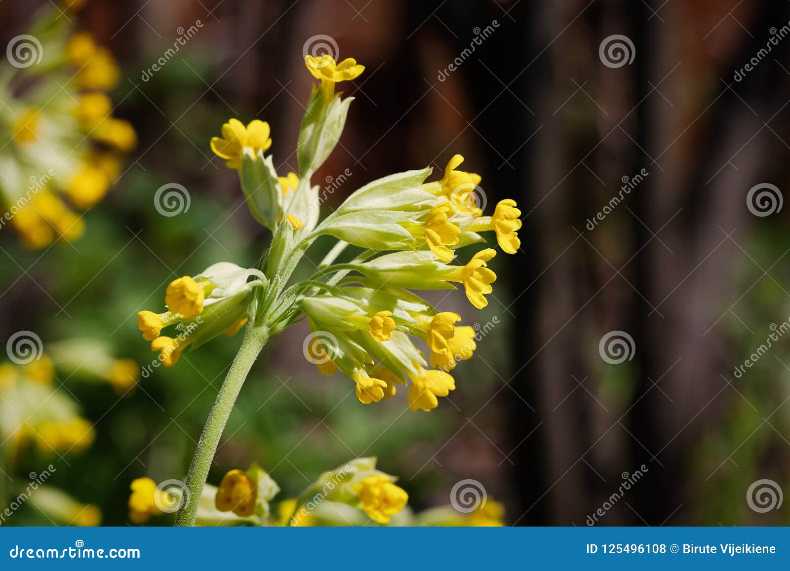 Common Cowslip Primula Veris Stock Photo - Image of flora, blossom ...