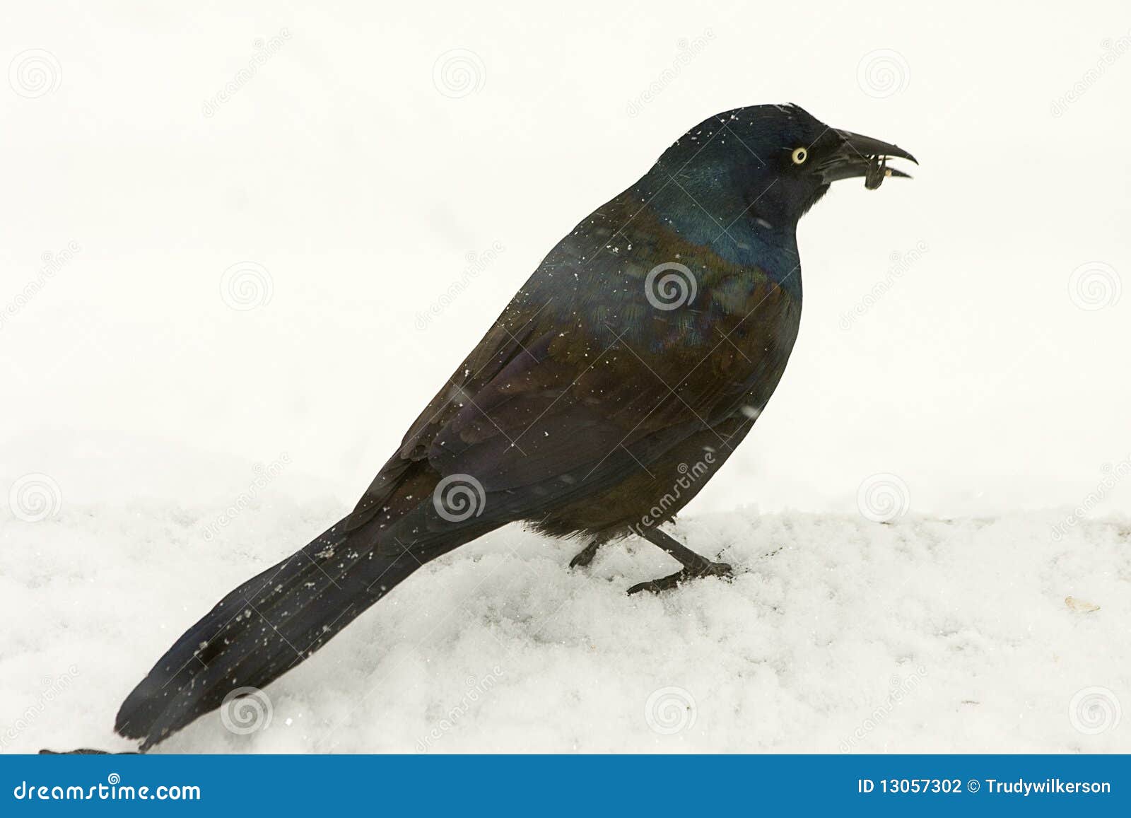 Common Crackle stock photo. Image of season, seed, feeding - 13057302