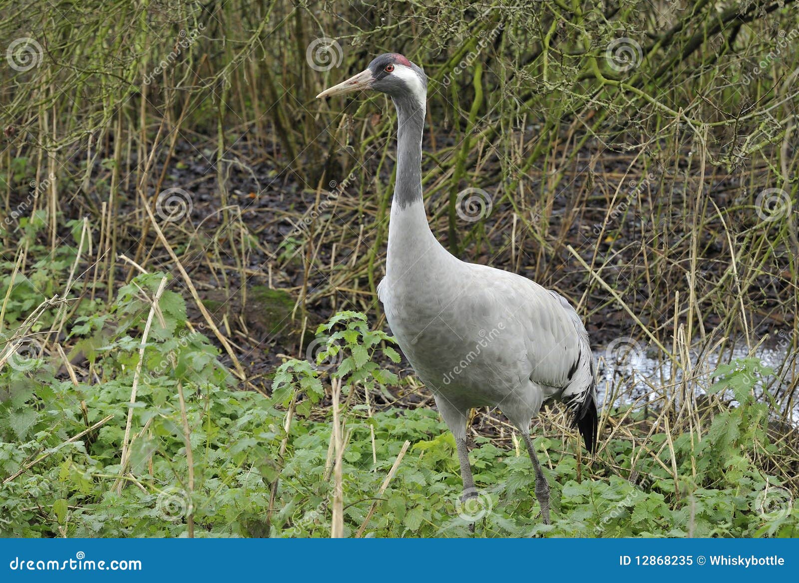 Common Crane stock image. Image of neck, landscape, grey - 12868235