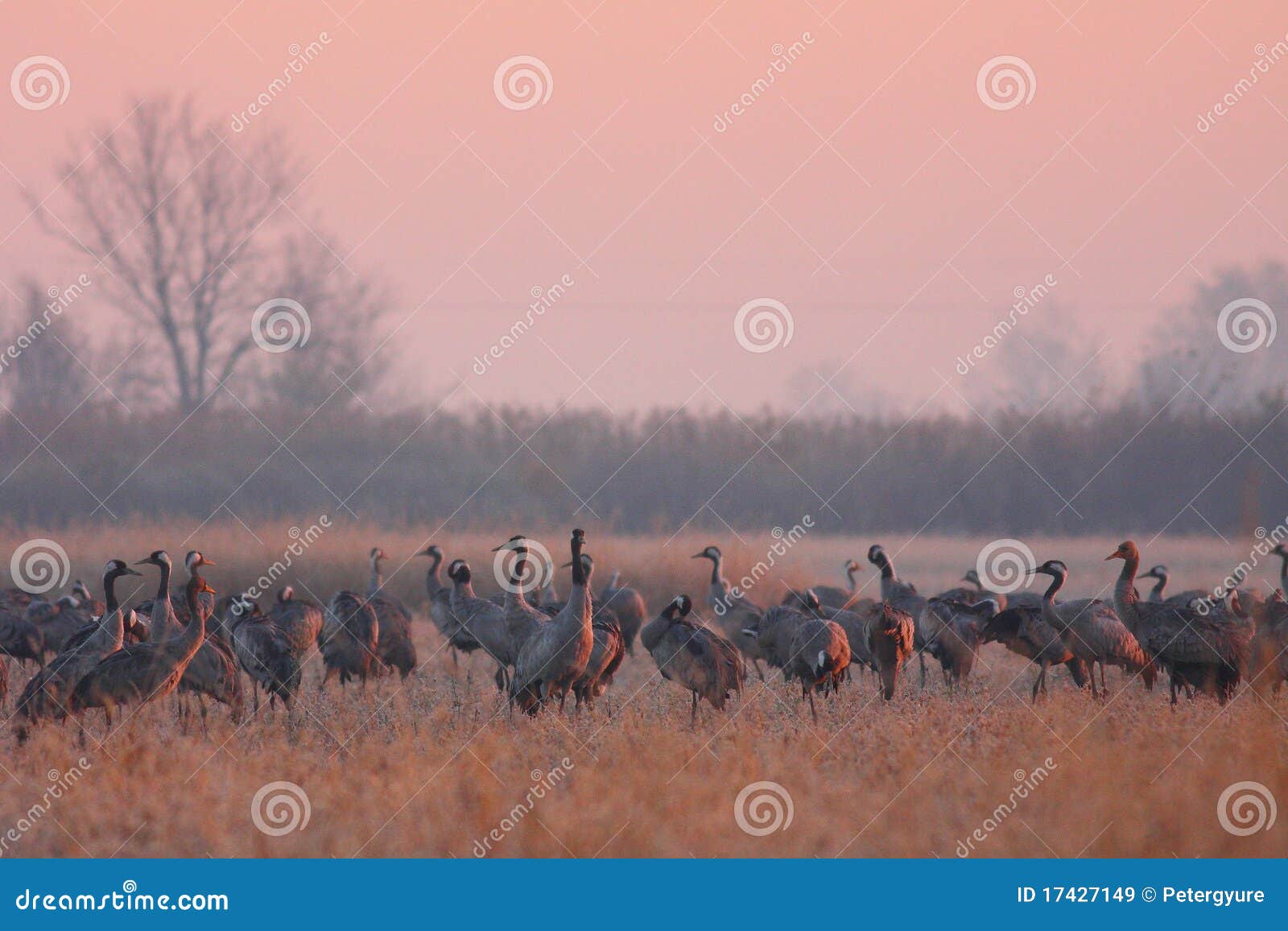 Common crane stock image. Image of field, nature, scenery - 17427149