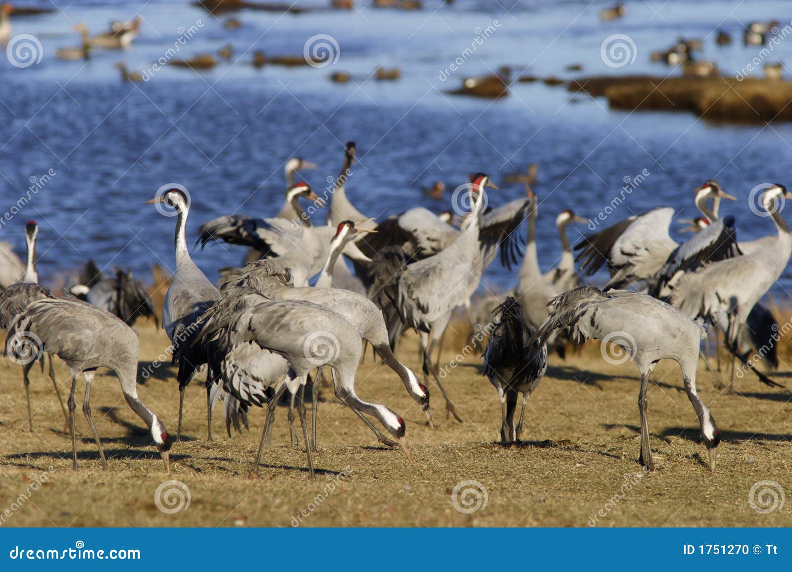 Common crane. stock photo. Image of hornborgasjon, common - 1751270