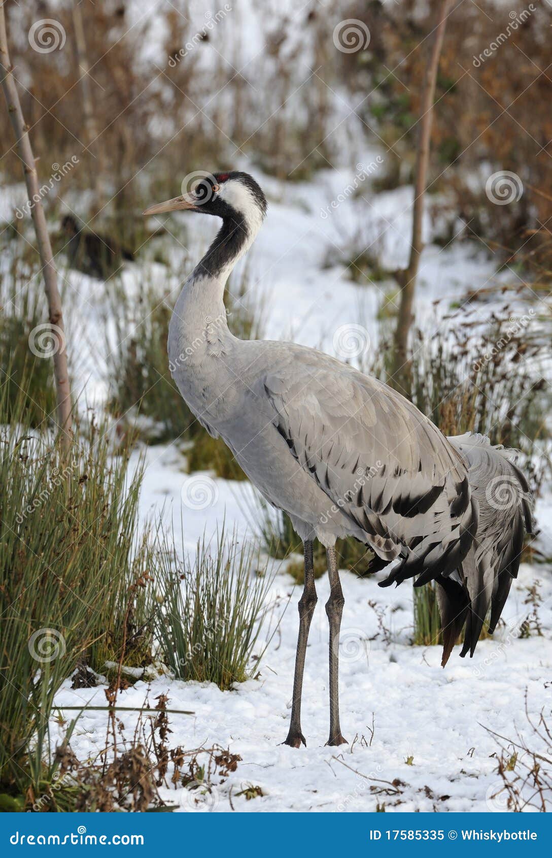 Common Crane stock image. Image of crane, marsh, wetland - 17585335