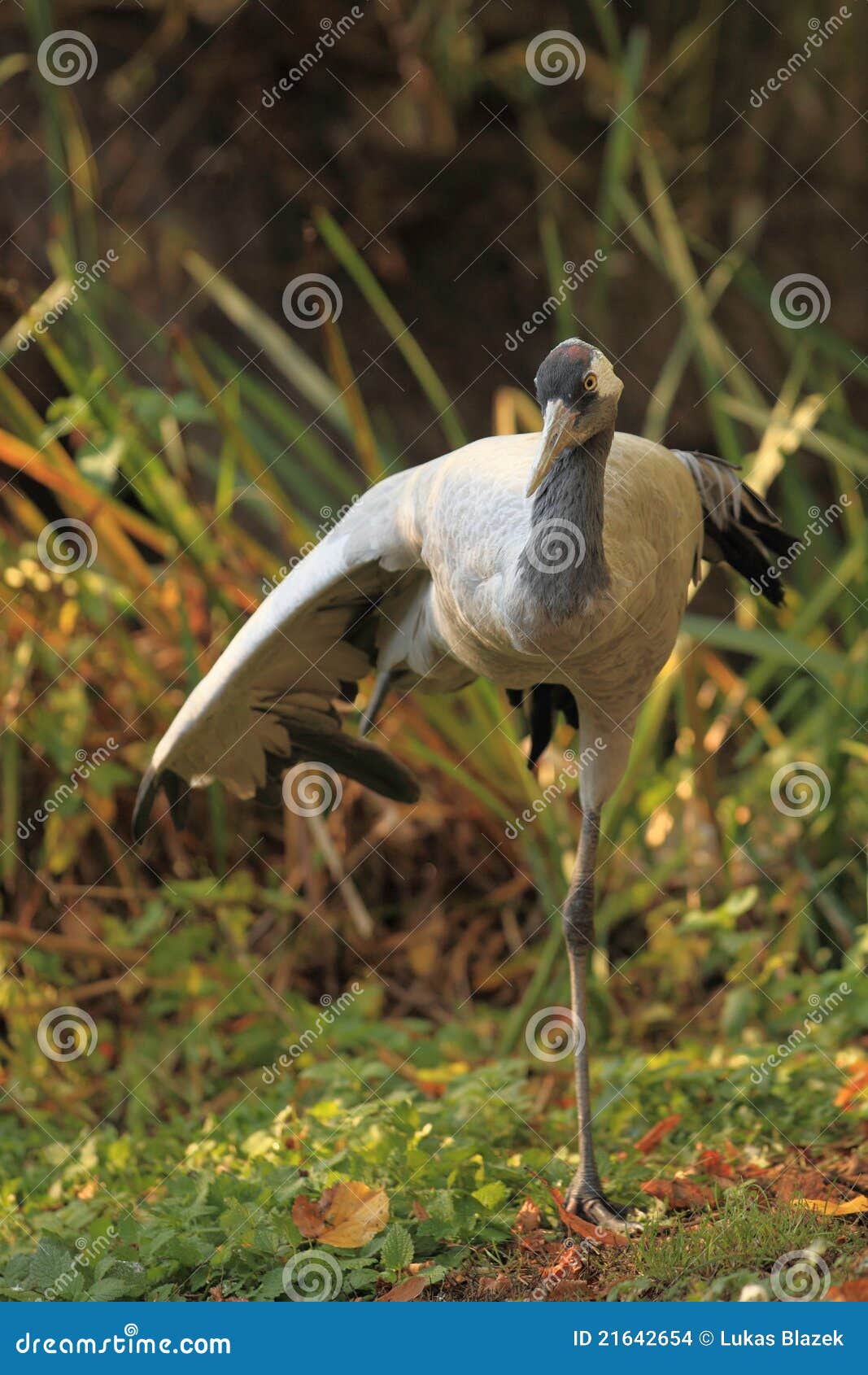 Common crane stock photo. Image of common, grus, eurasian - 21642654