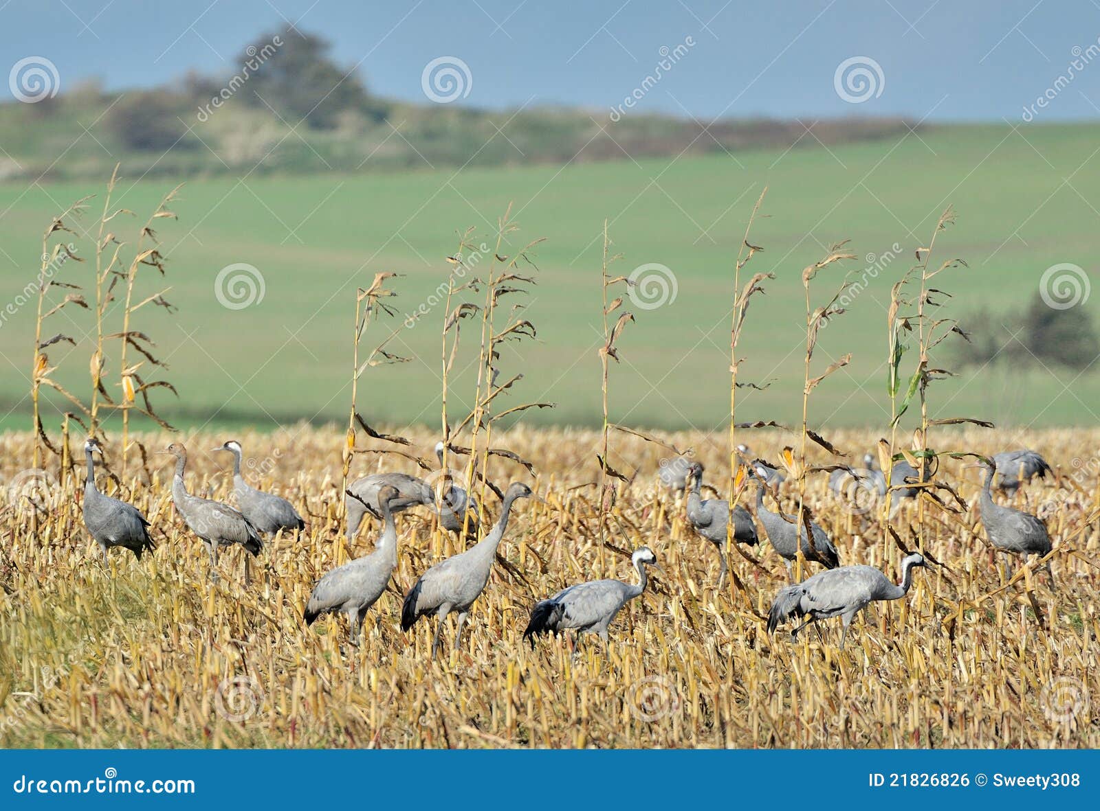 Common crane stock photo. Image of corn, field, migranting - 21826826