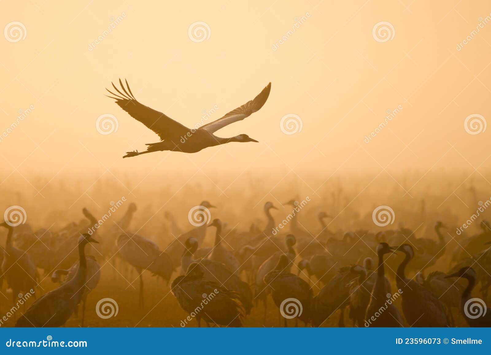 Common crane stock image. Image of marsh, birds, asia - 23596073