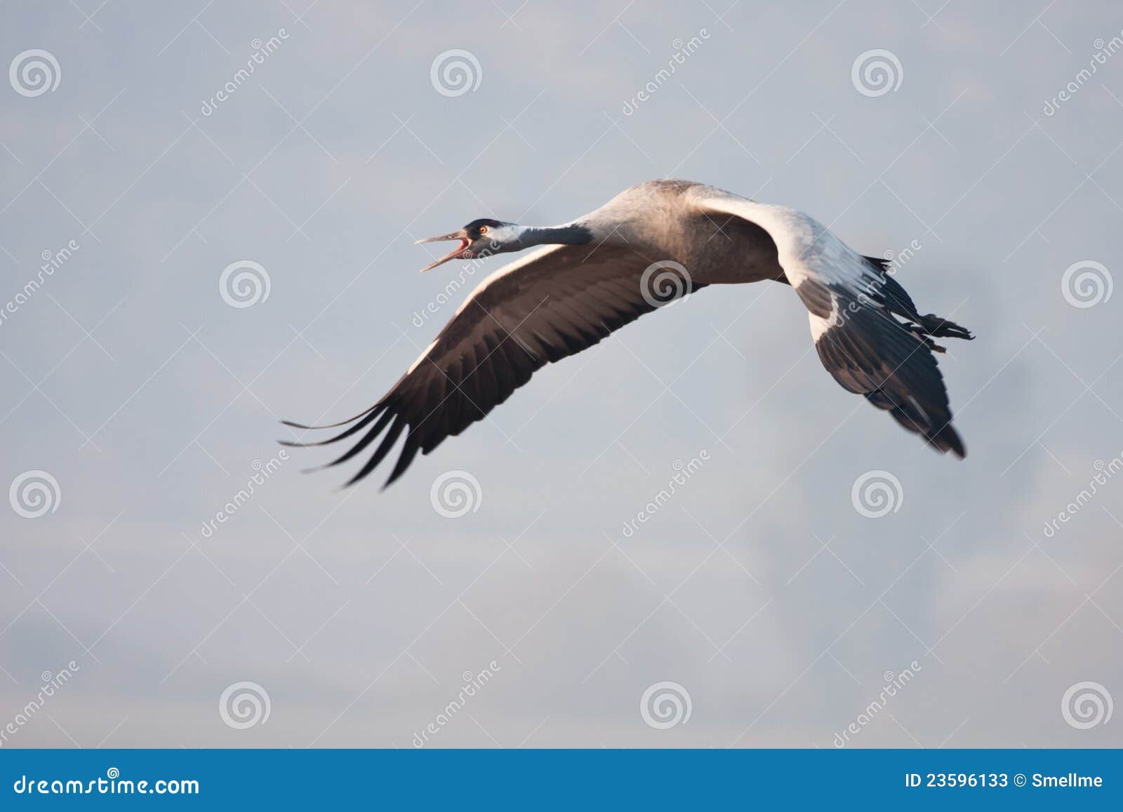 Common crane stock image. Image of africa, gather, euraisian - 23596133