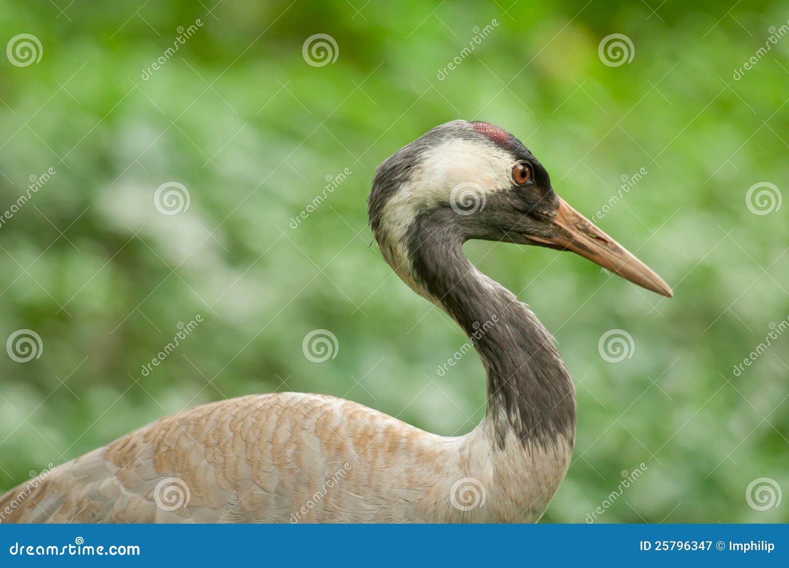 Common Crane stock image. Image of animal, safari, face - 25796347