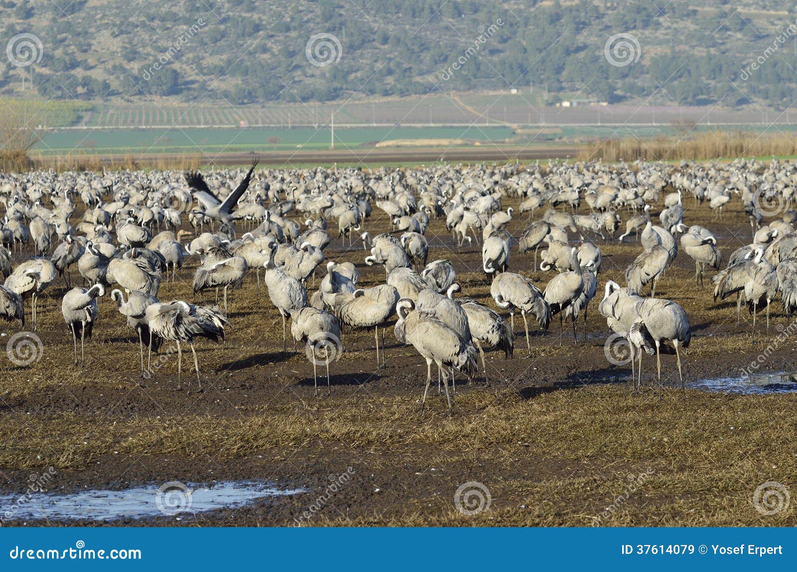 Common Crane stock image. Image of israel, agamon, observe - 37614079