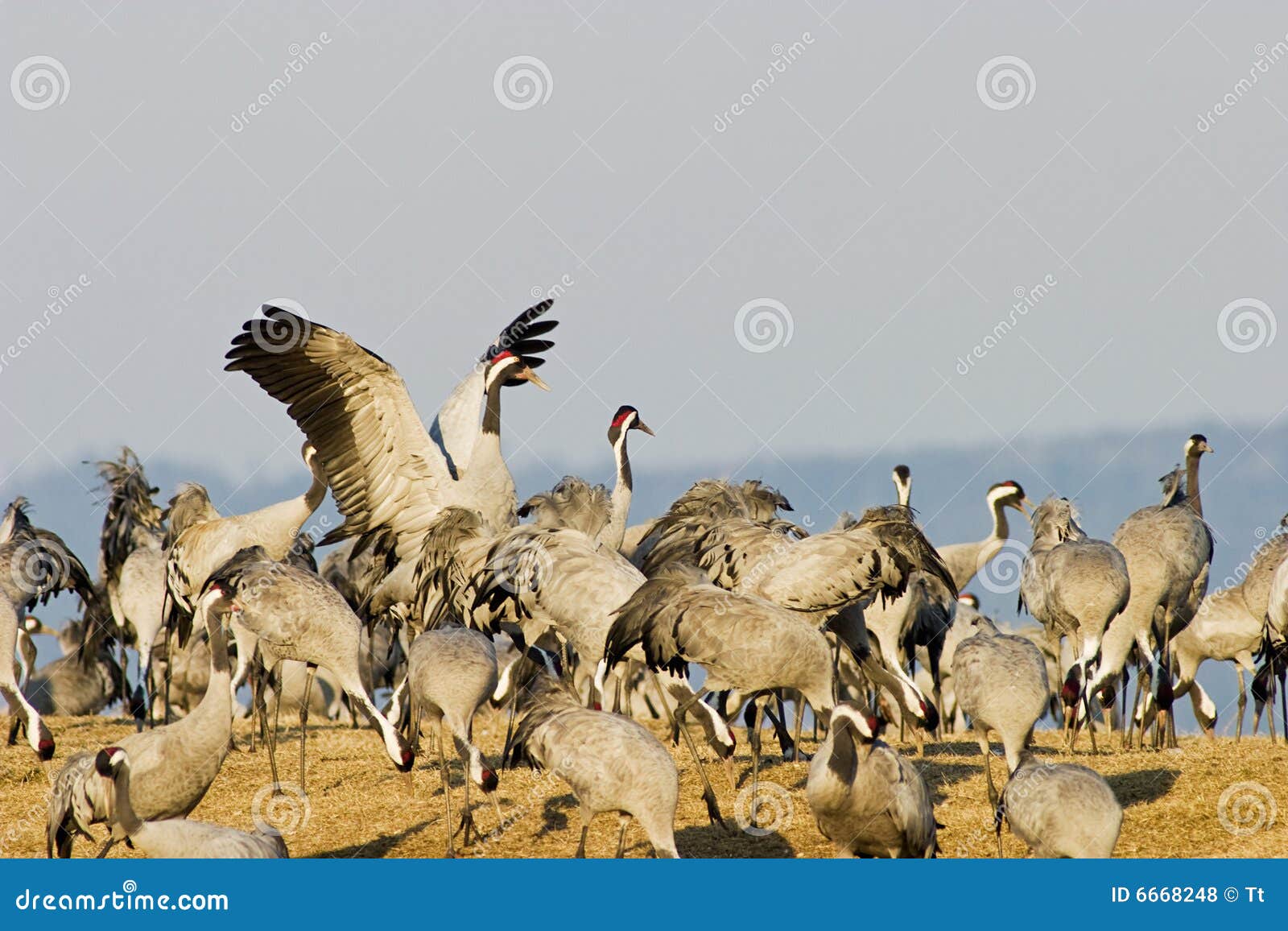 Common Crane stock photo. Image of flock, behaviour, crane - 6668248
