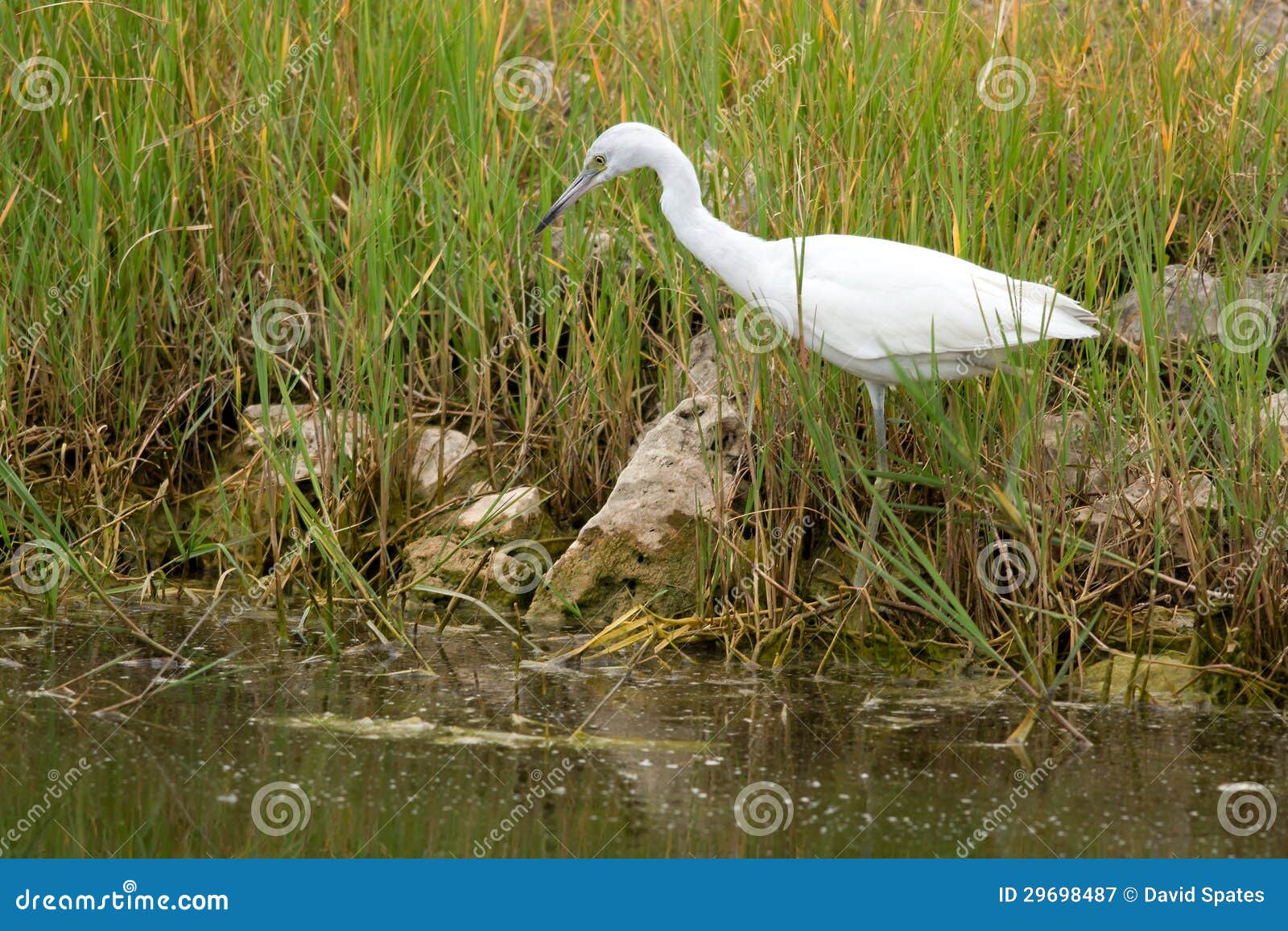 Heron (Ardeidae) stock image. Image of heron, young, marsh - 29698487