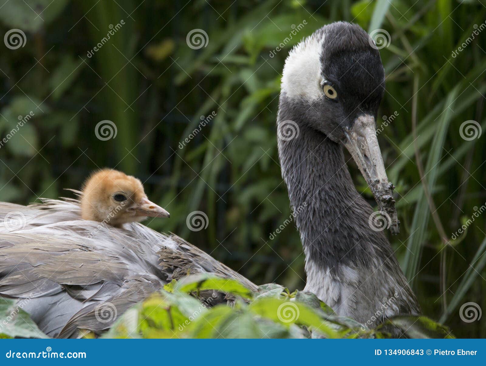 Common Crane with the Chick in the Nest Stock Image - Image of young ...