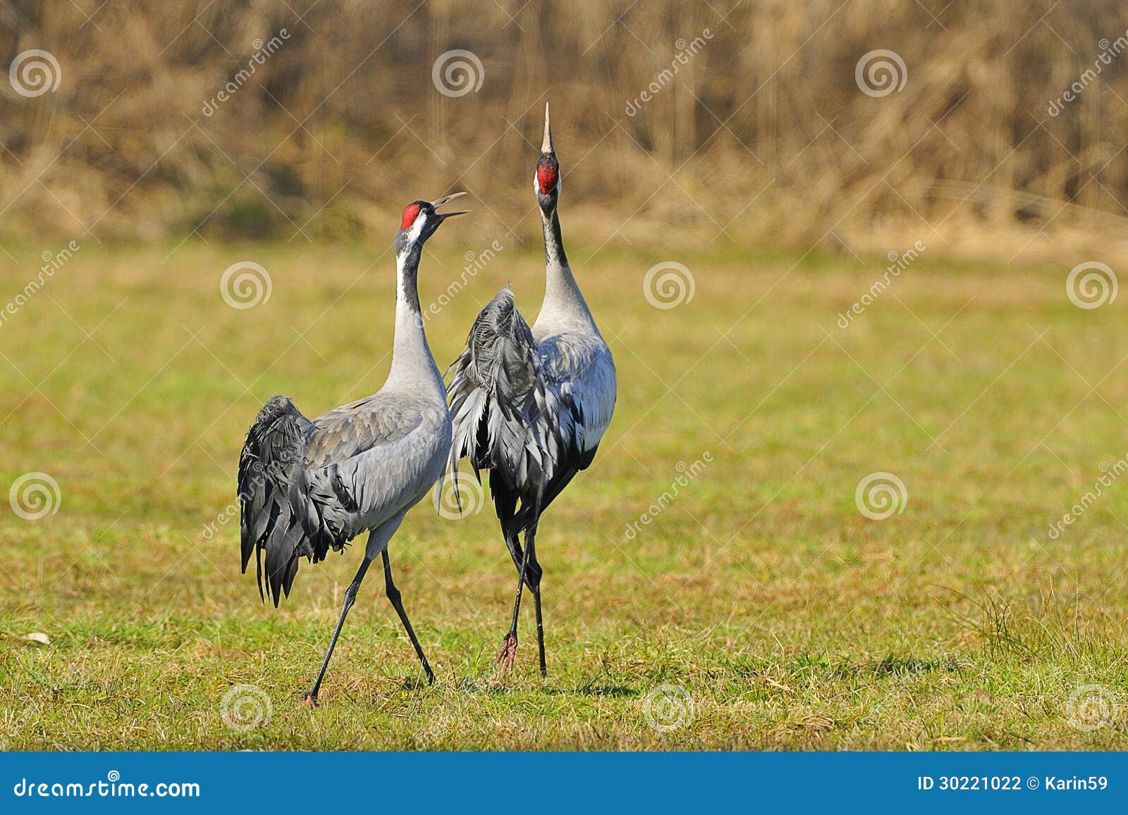 Common Crane Stock Photo | CartoonDealer.com #30221022