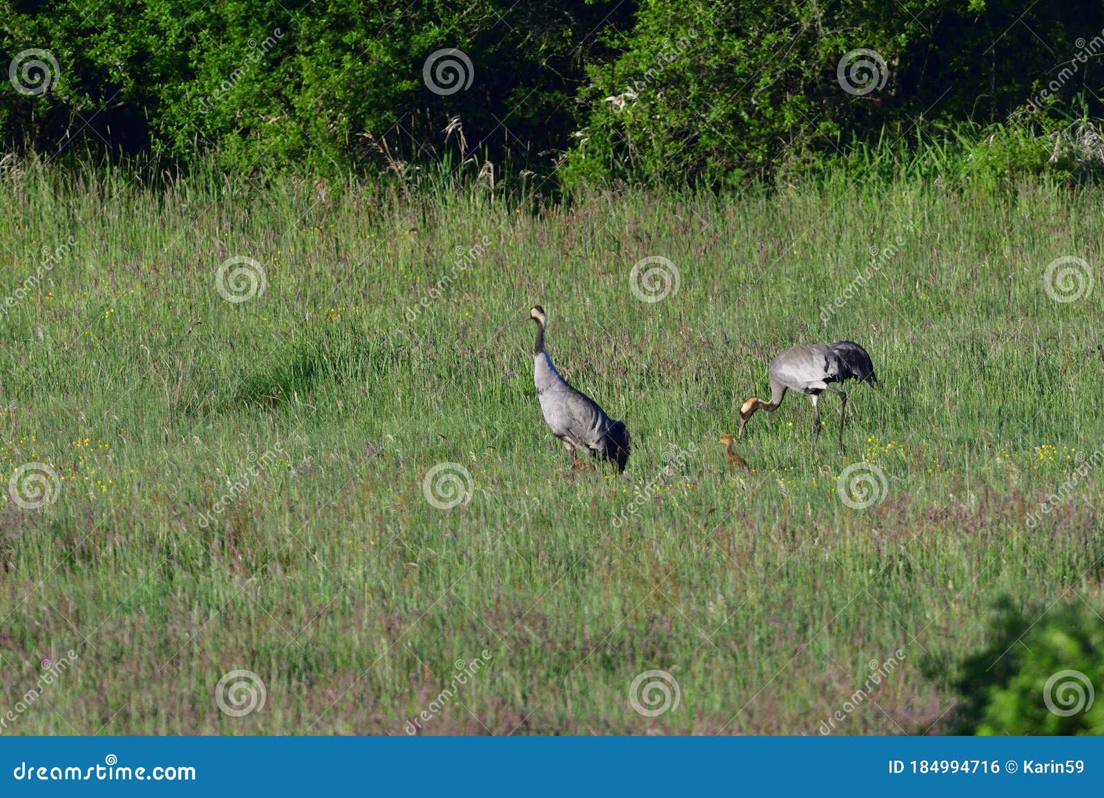 Common crane family stock photo. Image of crane, life - 184994716