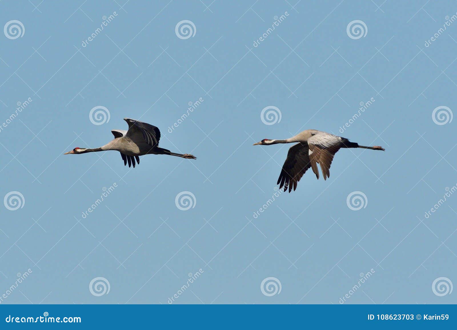 Common crane in flight stock image. Image of nest, crane - 108623703