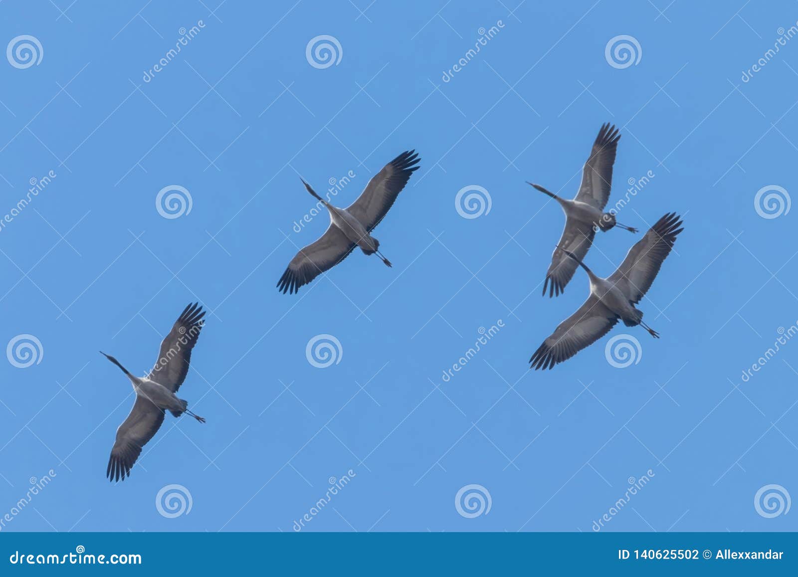 Common Crane in Flight Blue Skies Grus Grus Migration Stock Photo ...