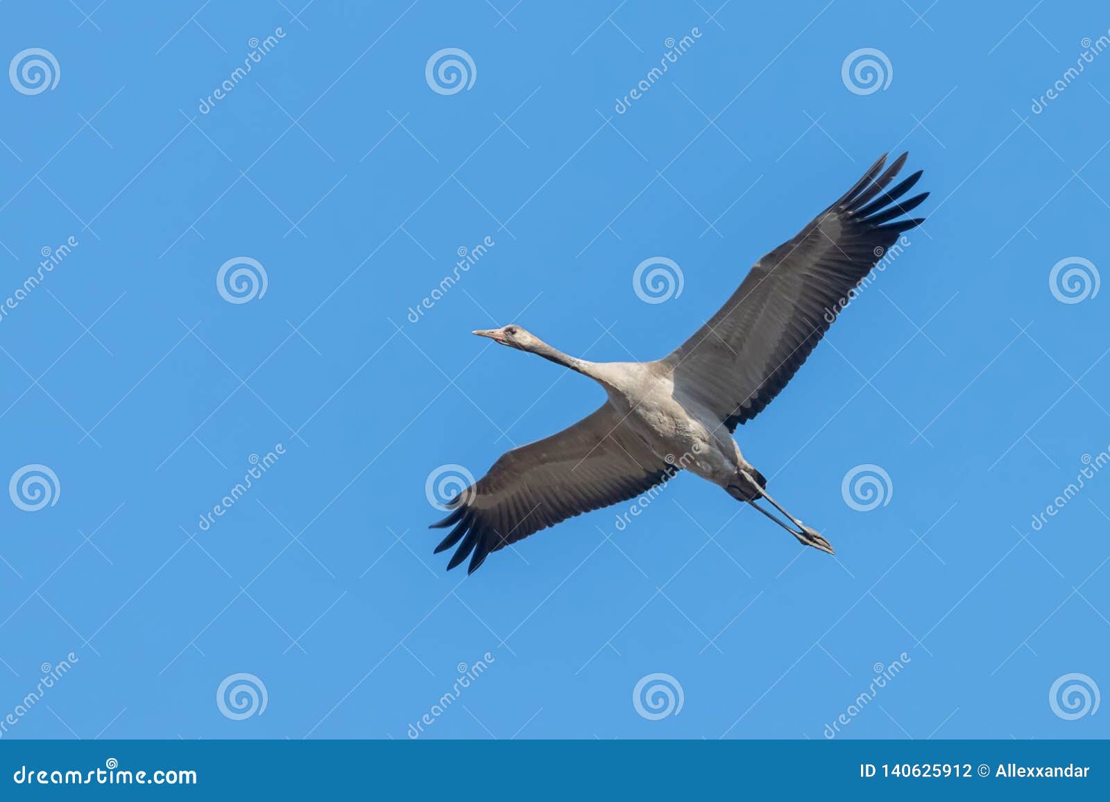 Common Crane in Flight Blue Skies Grus Grus Migration Stock Photo ...