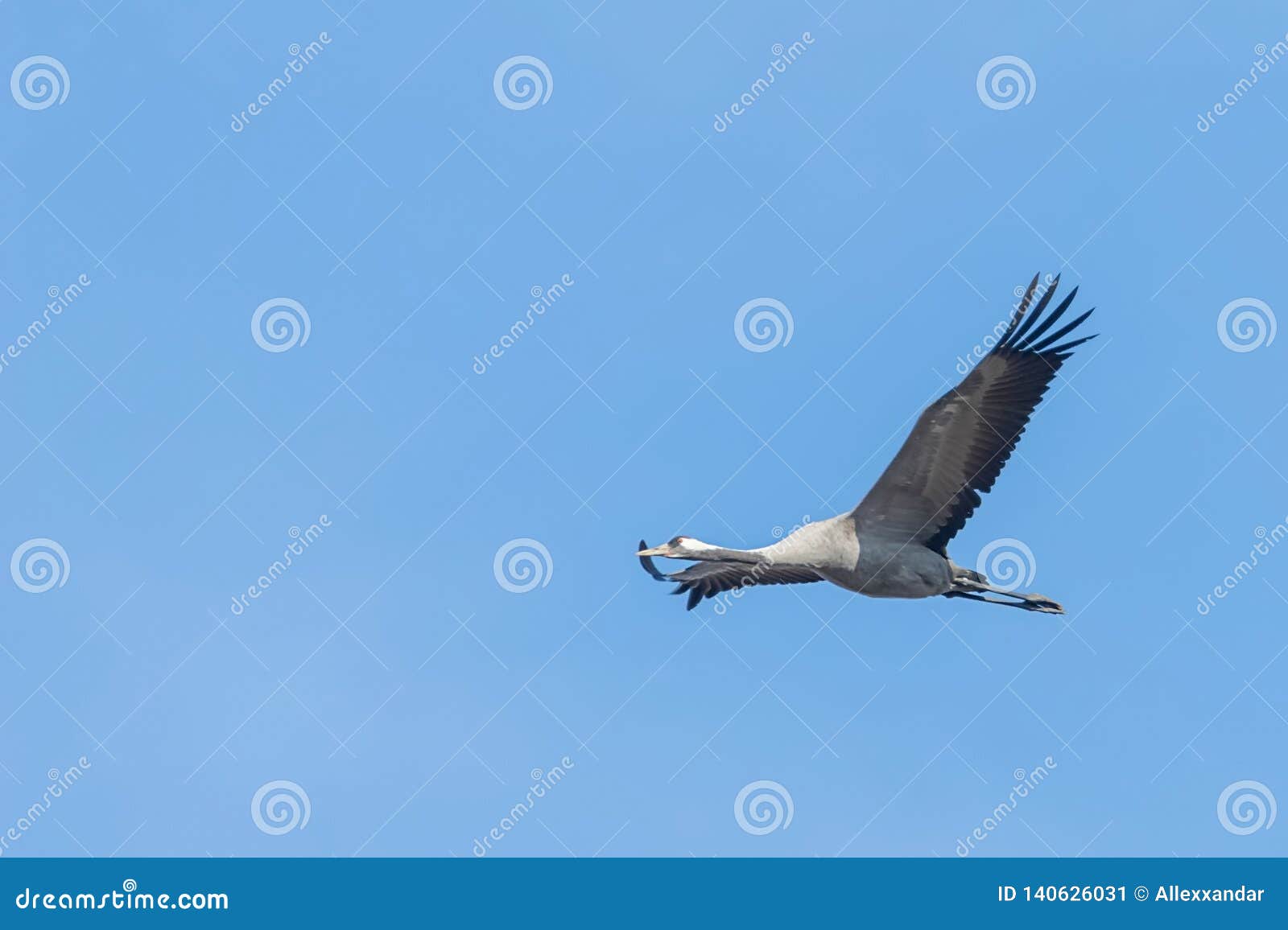Common Crane in Flight Blue Skies Grus Grus Migration Stock Image ...