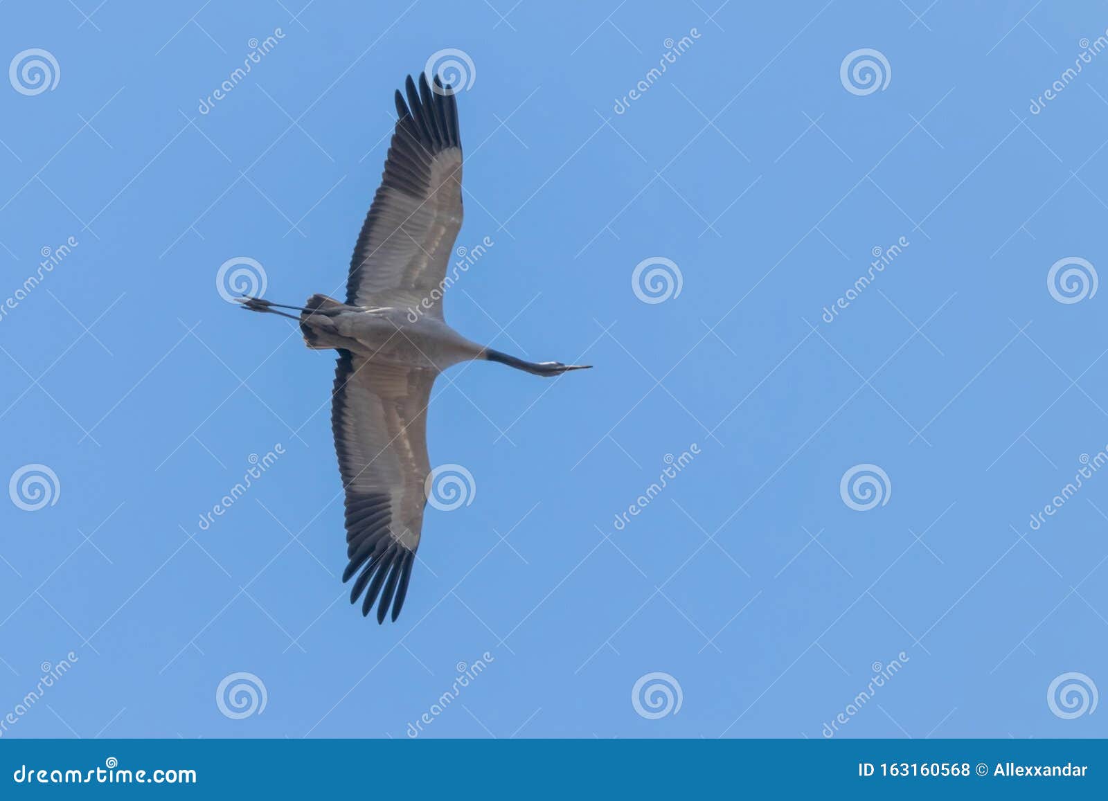 Common Crane in Flight Blue Skies Grus Grus Migration Stock Photo ...