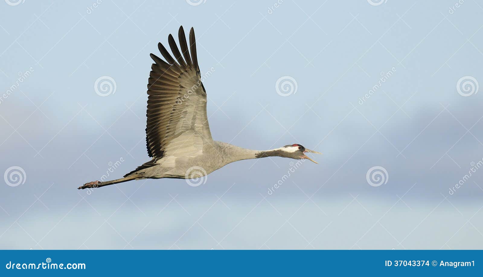 Common crane in flight stock photo. Image of outstretched - 37043374