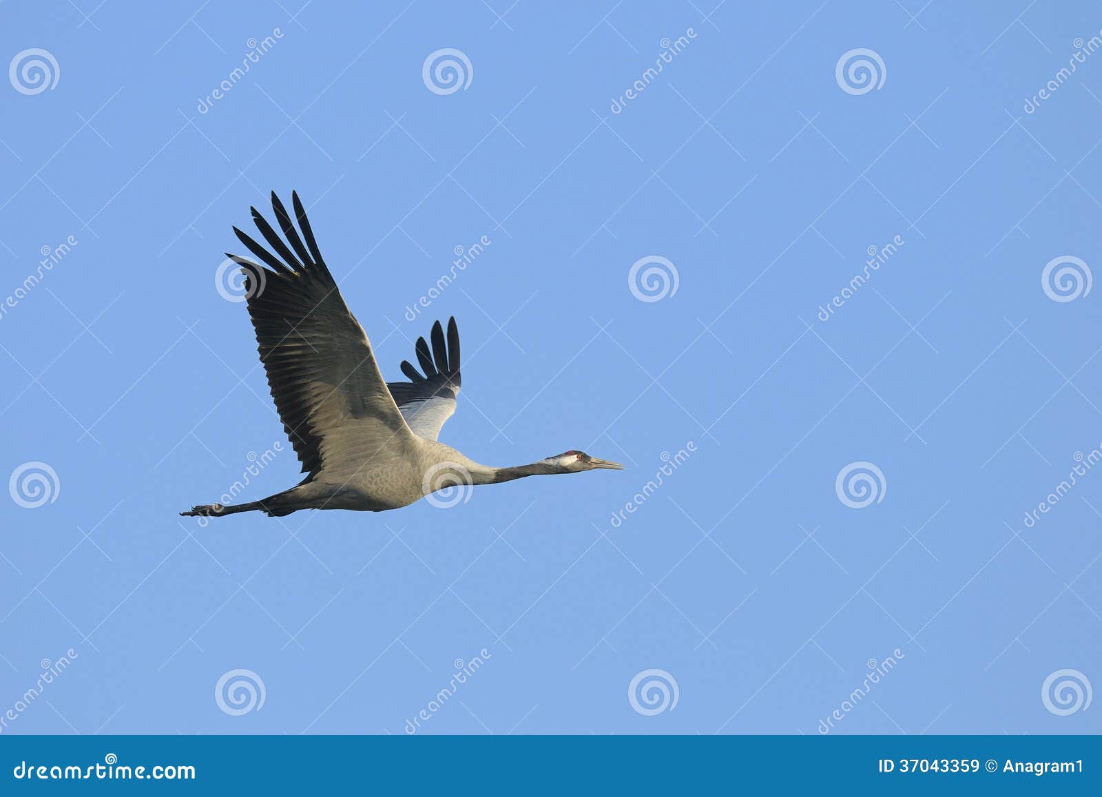 Common crane in flight stock image. Image of feather - 37043359