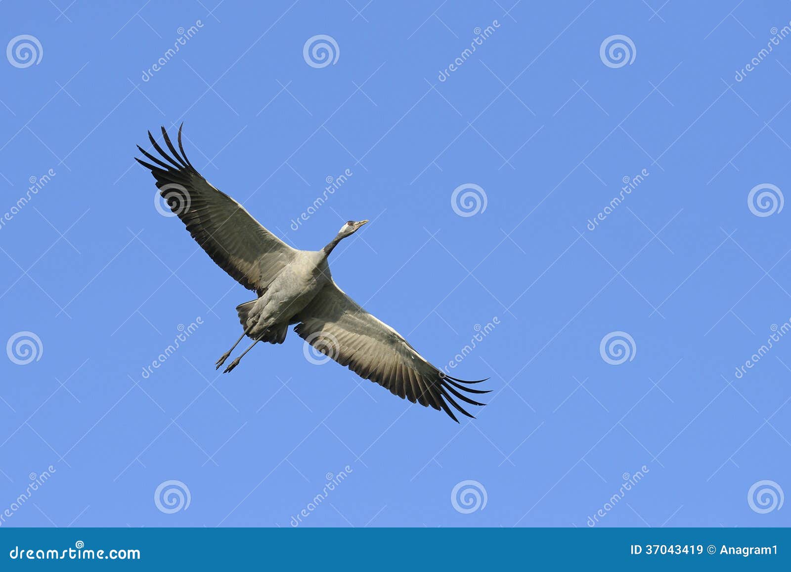 Common crane in flight stock image. Image of large, bird - 37043419