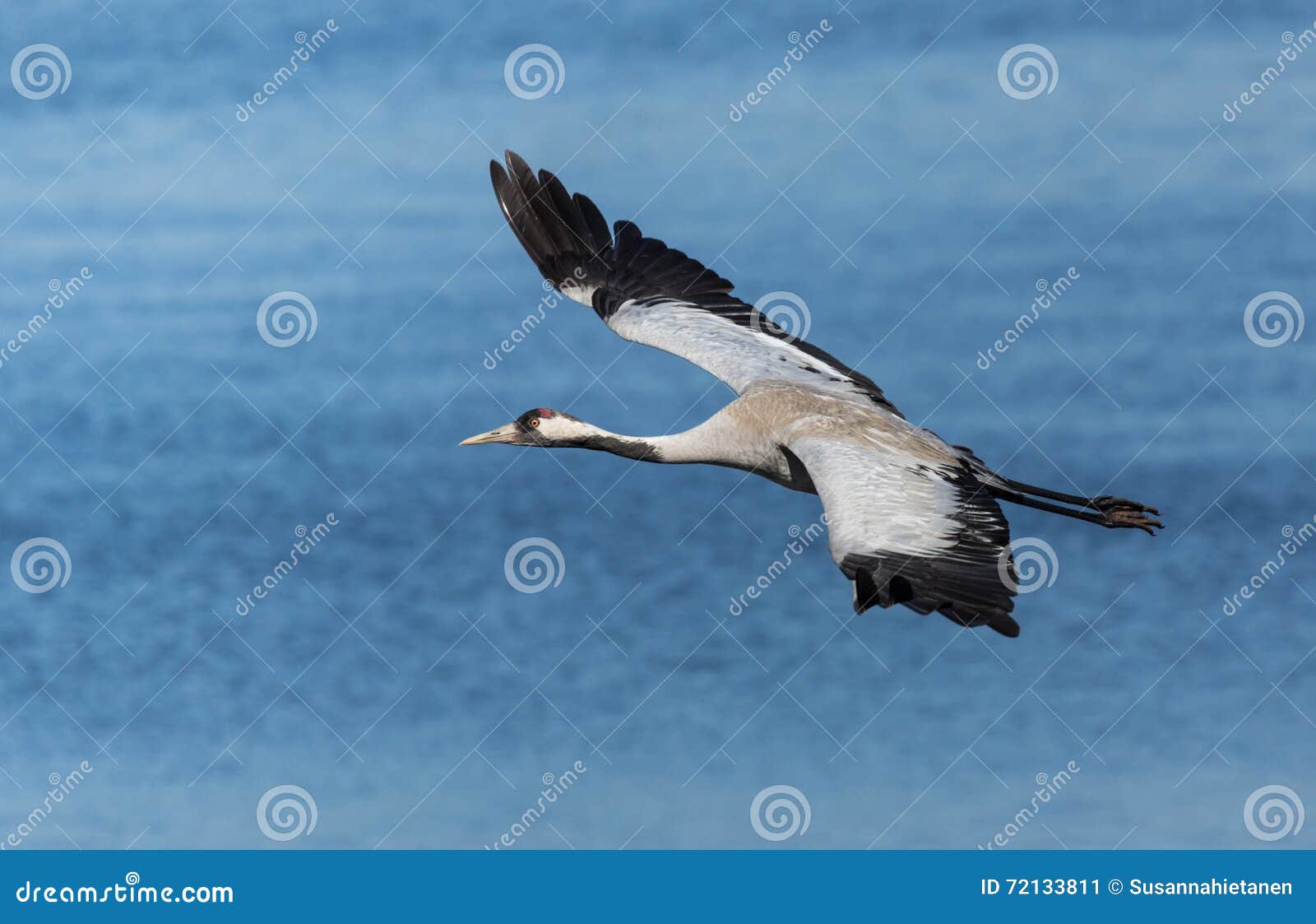 Common Crane Flying Above a Lake Stock Image - Image of outdoors ...