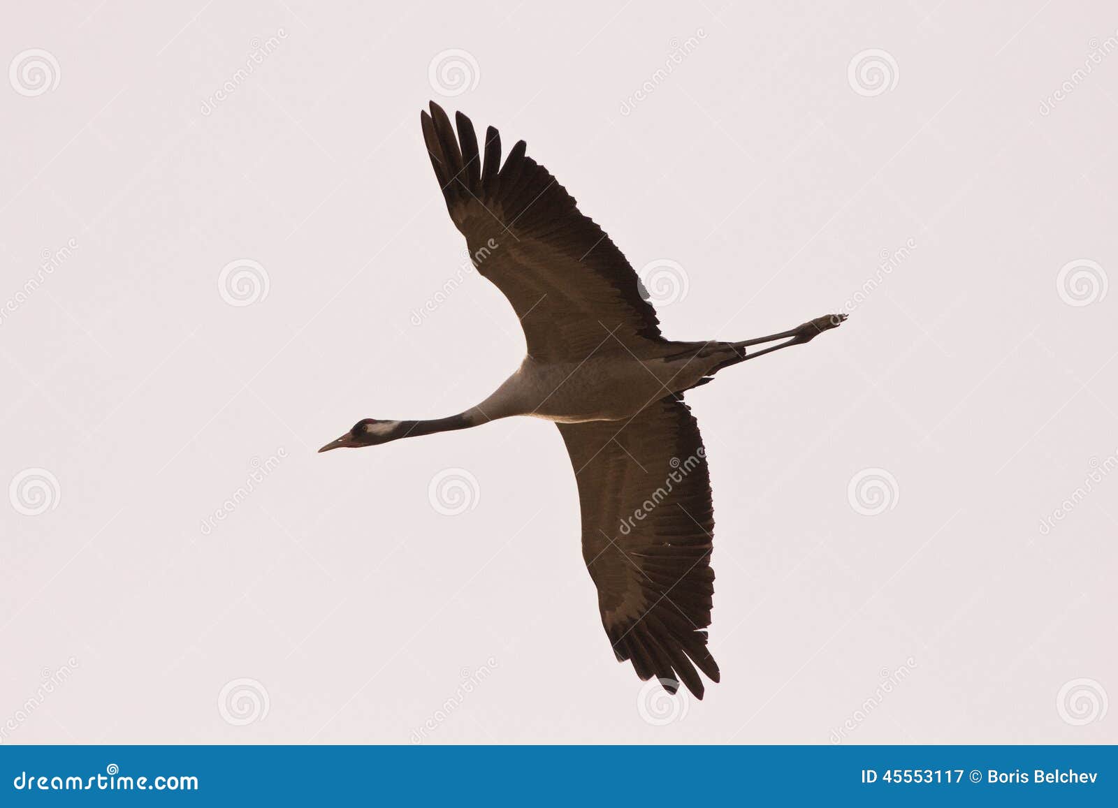 Common crane flying over stock image. Image of legs, feathers - 45553117