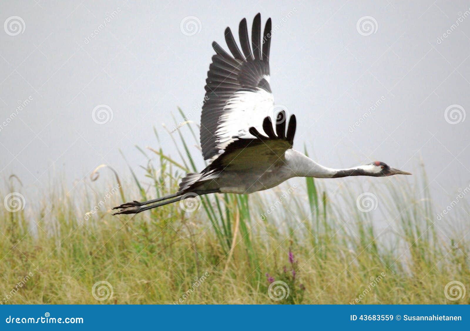 Common Crane Flying by Water Stock Image - Image of bird, wings: 43683559