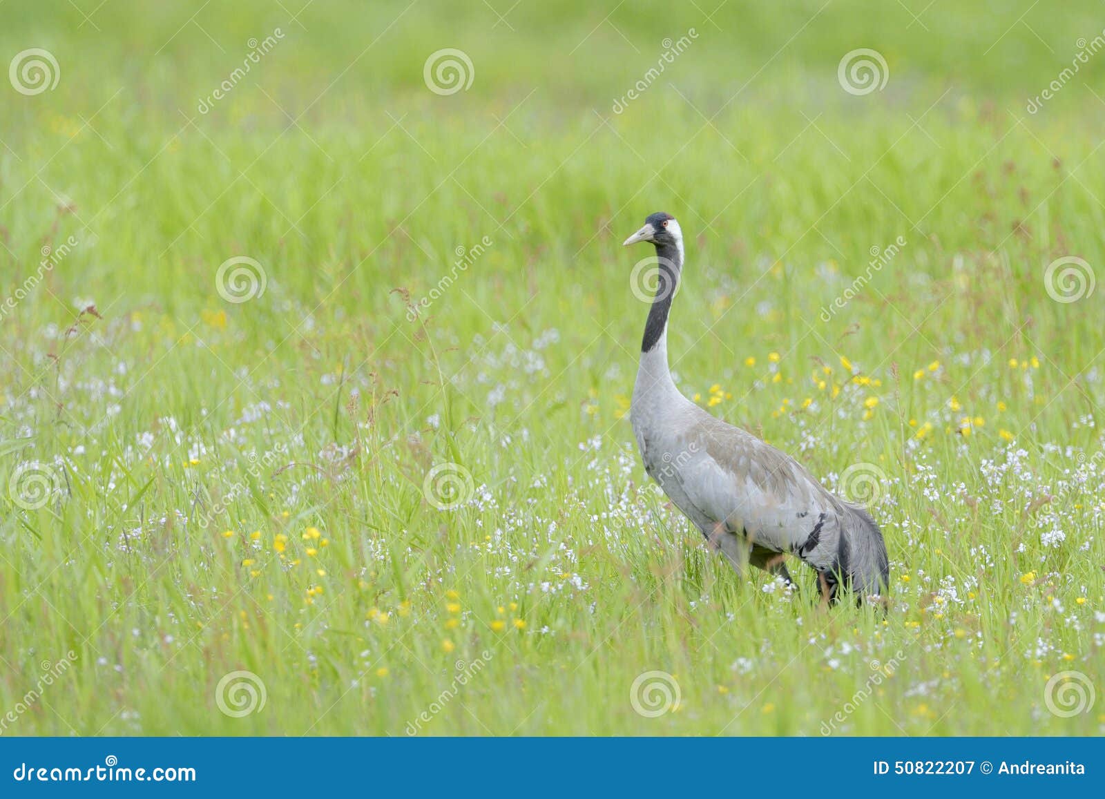 Common crane in grass stock image. Image of ornithology - 50822207