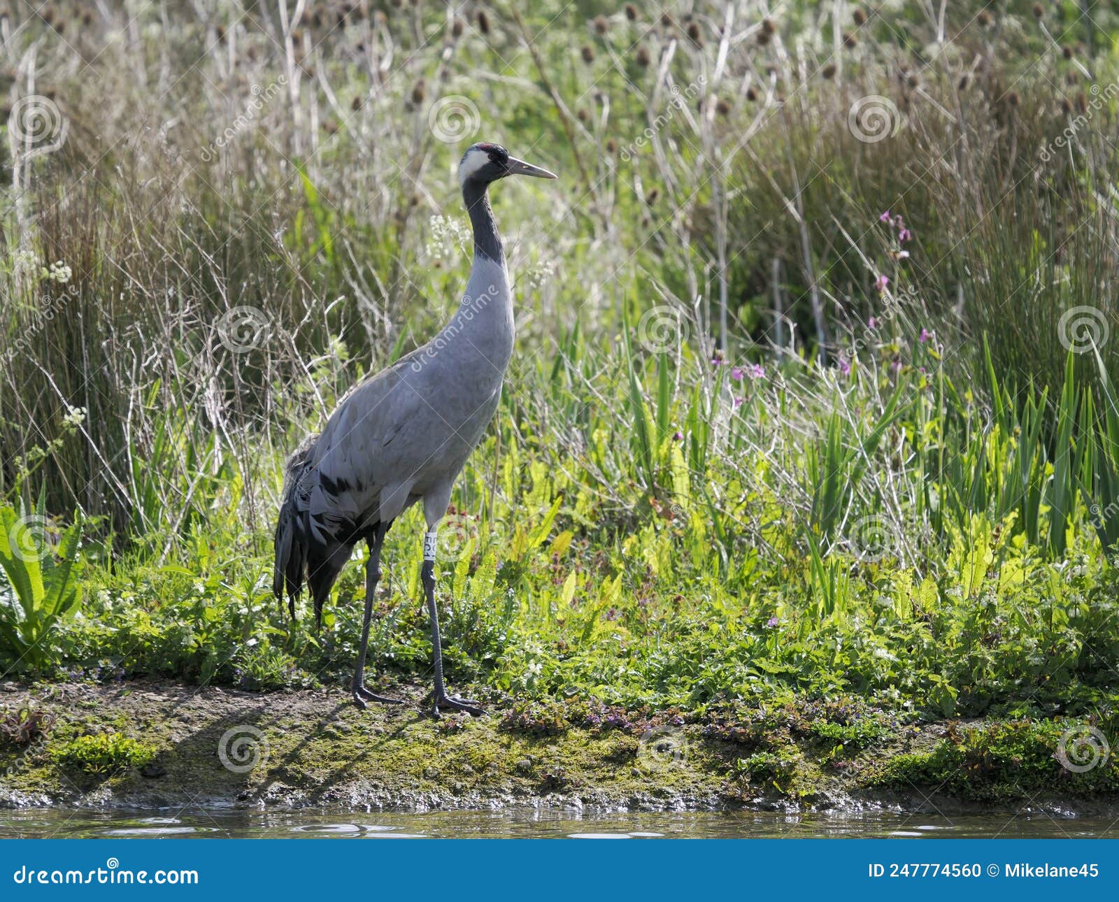 Common crane, Grius grus stock photo. Image of britain - 247774560