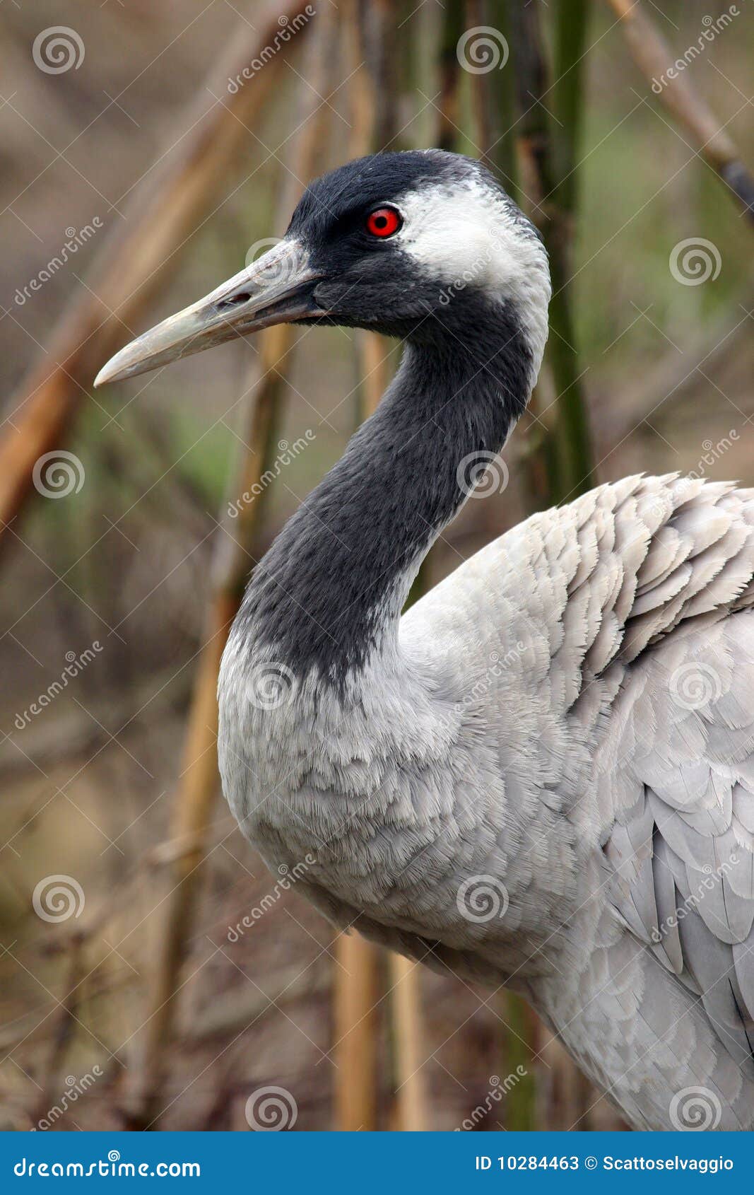 Common Crane (Grus grus) stock image. Image of crane - 10284463