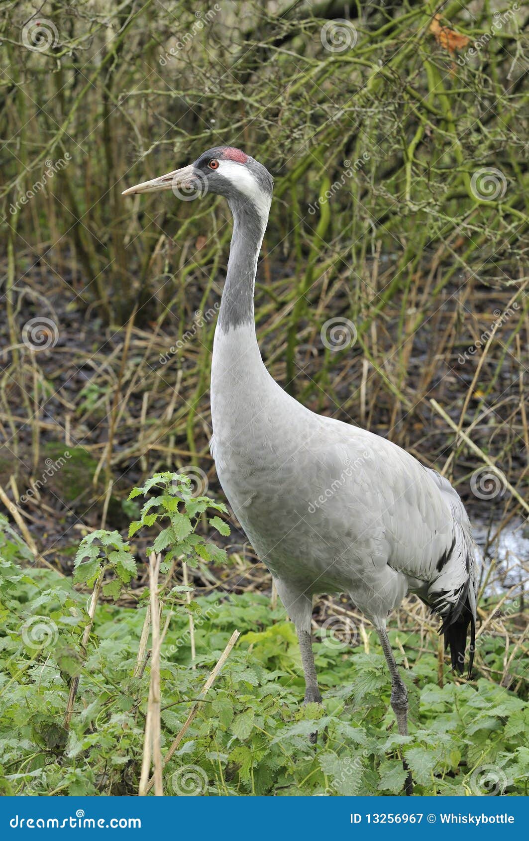 Common Crane - Grus grus stock image. Image of bill, crane - 13256967