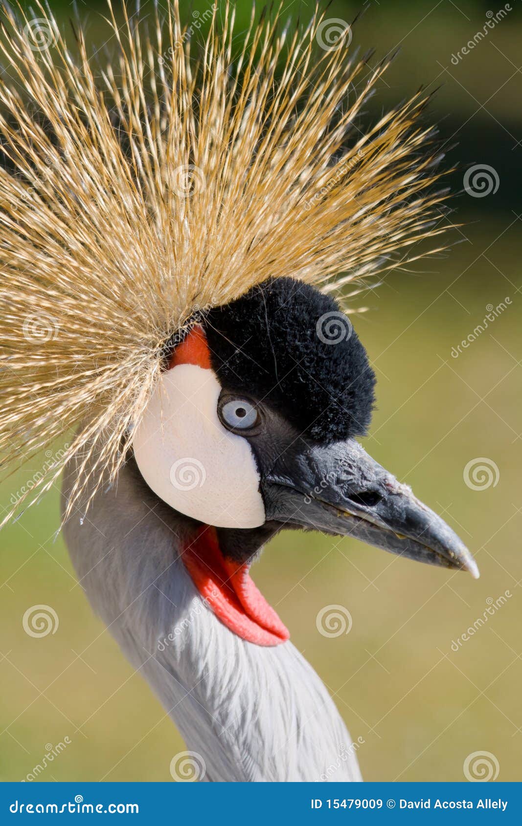 Common crane (Grus Grus) stock image. Image of beak, beautiful - 15479009