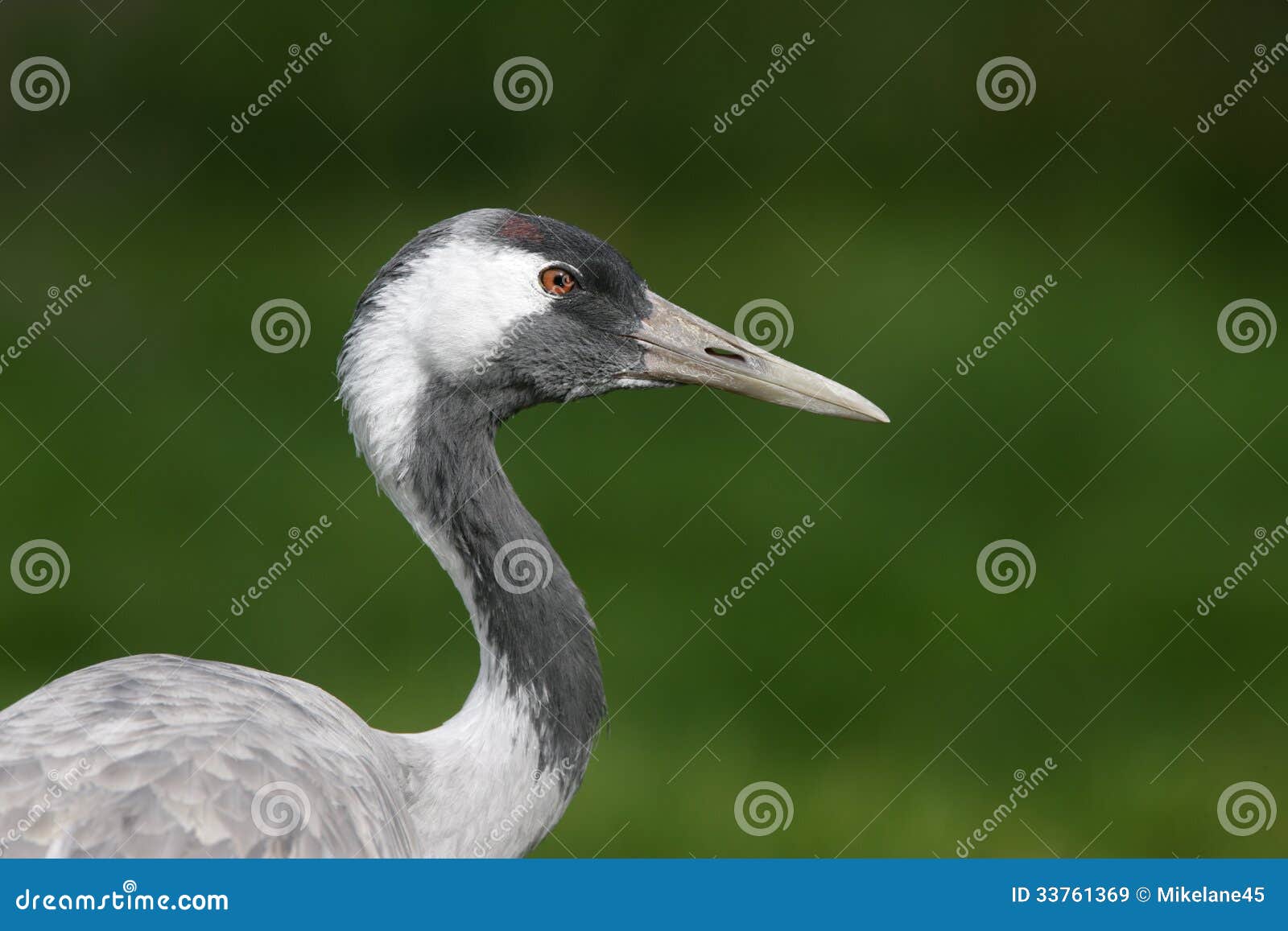Common crane, Grus grus stock image. Image of large, wildlife - 33761369