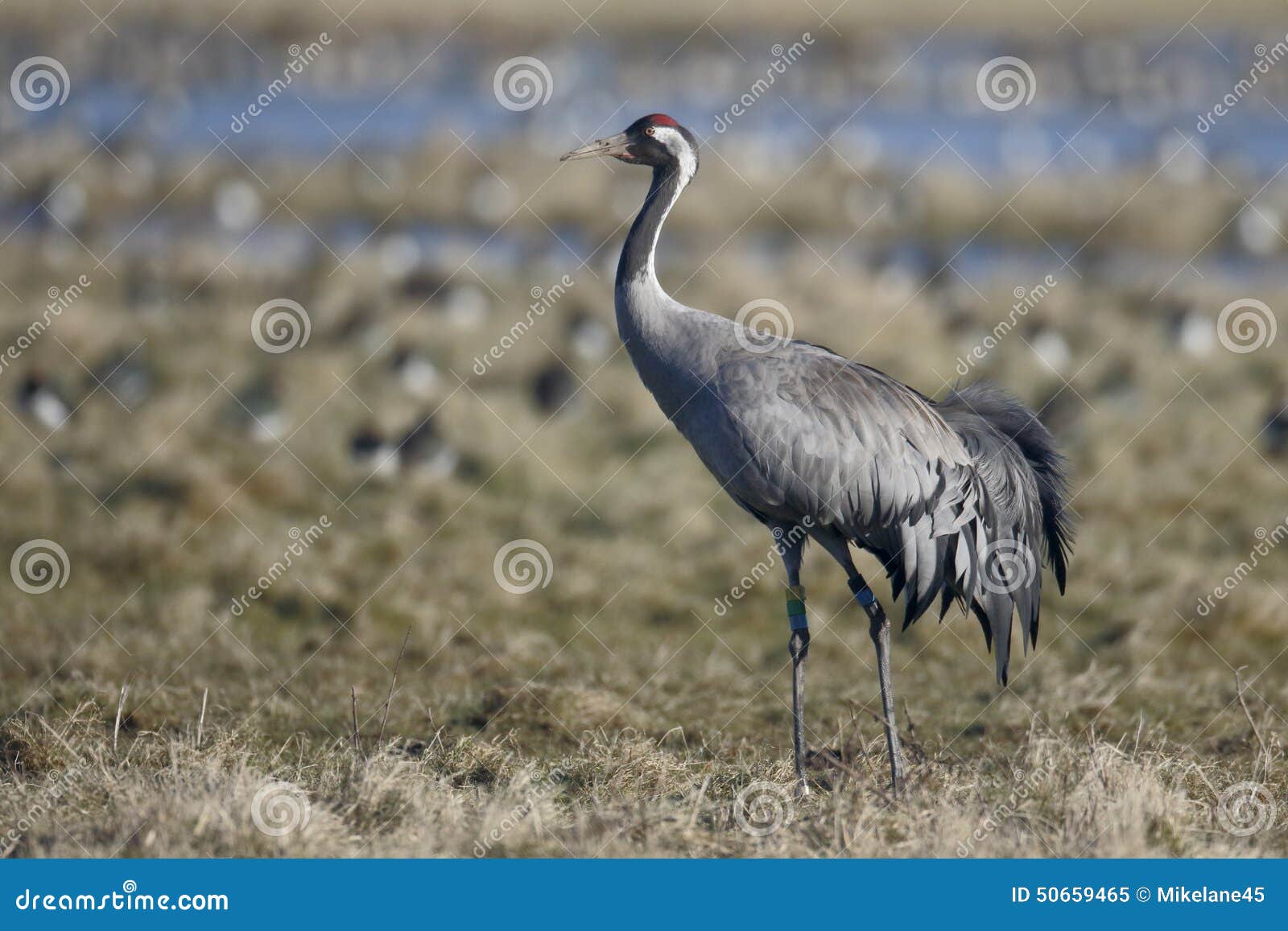 Common crane, Grus grus stock image. Image of wildlife - 50659465