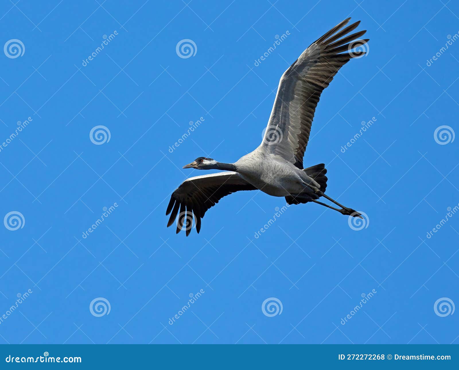 Common crane (Grus grus stock photo. Image of common - 272272268