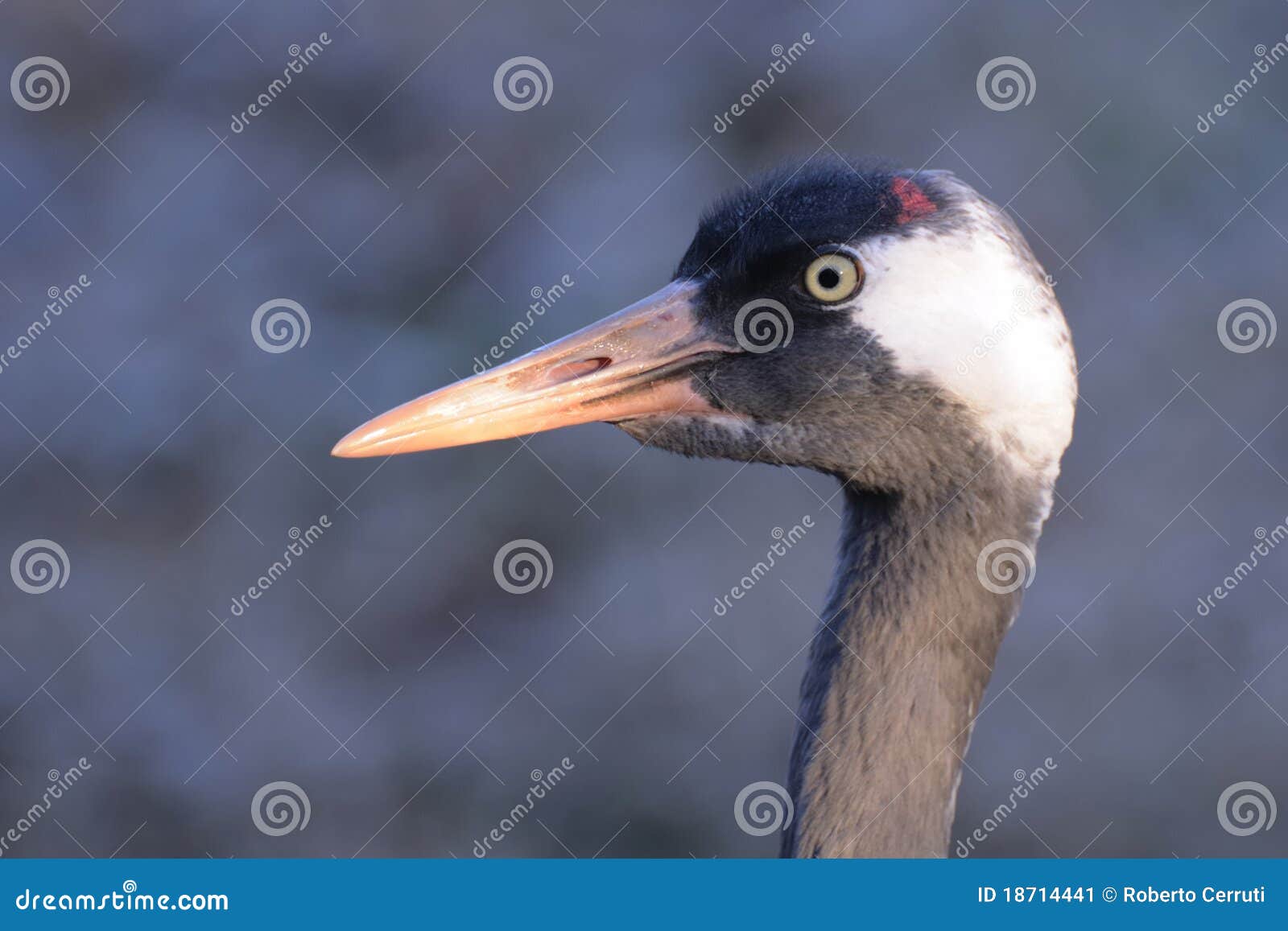 Common Crane head stock image. Image of beak, nature - 18714441