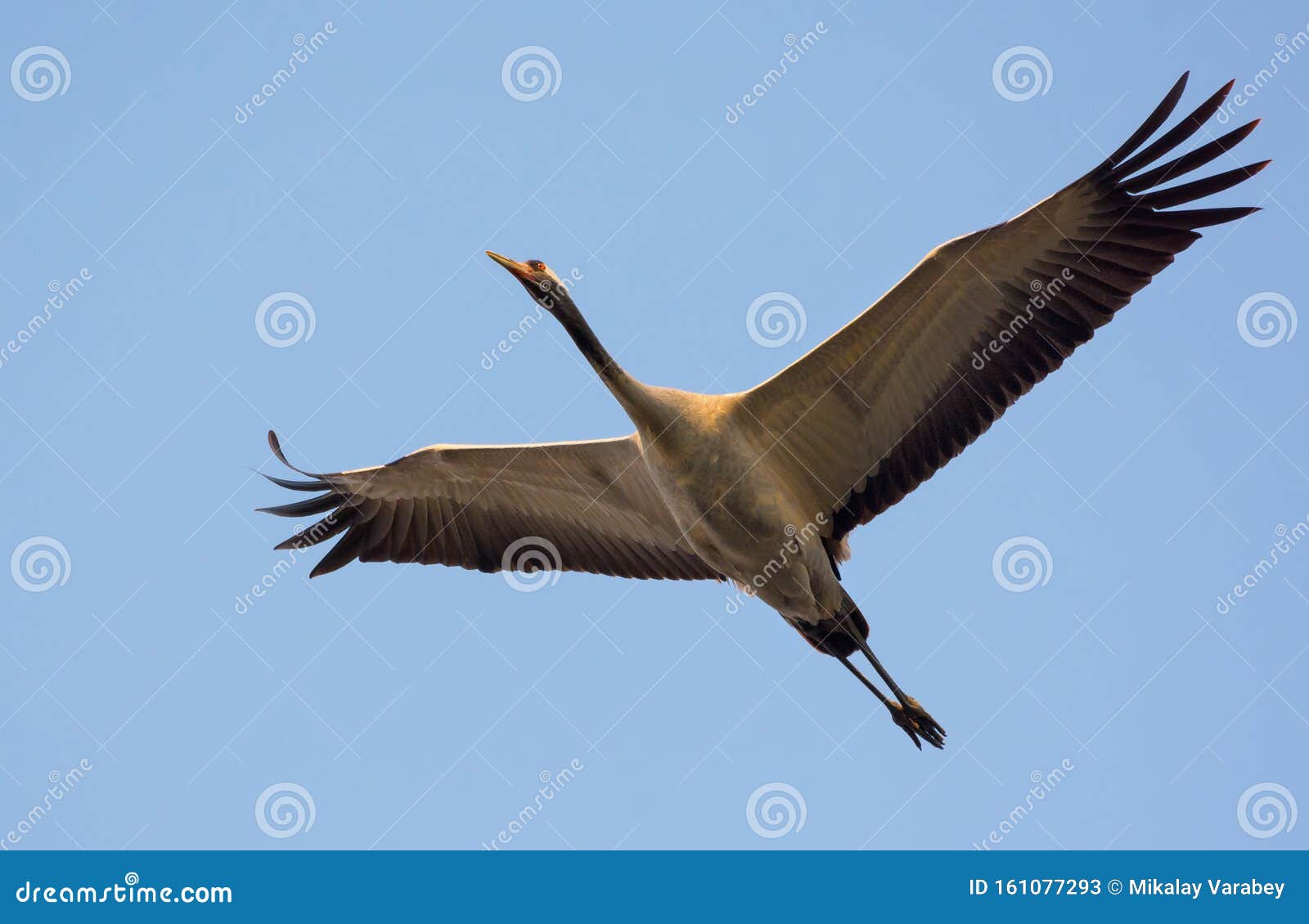 Common Crane in High Flight Up in Blue Sky Stock Image - Image of ...