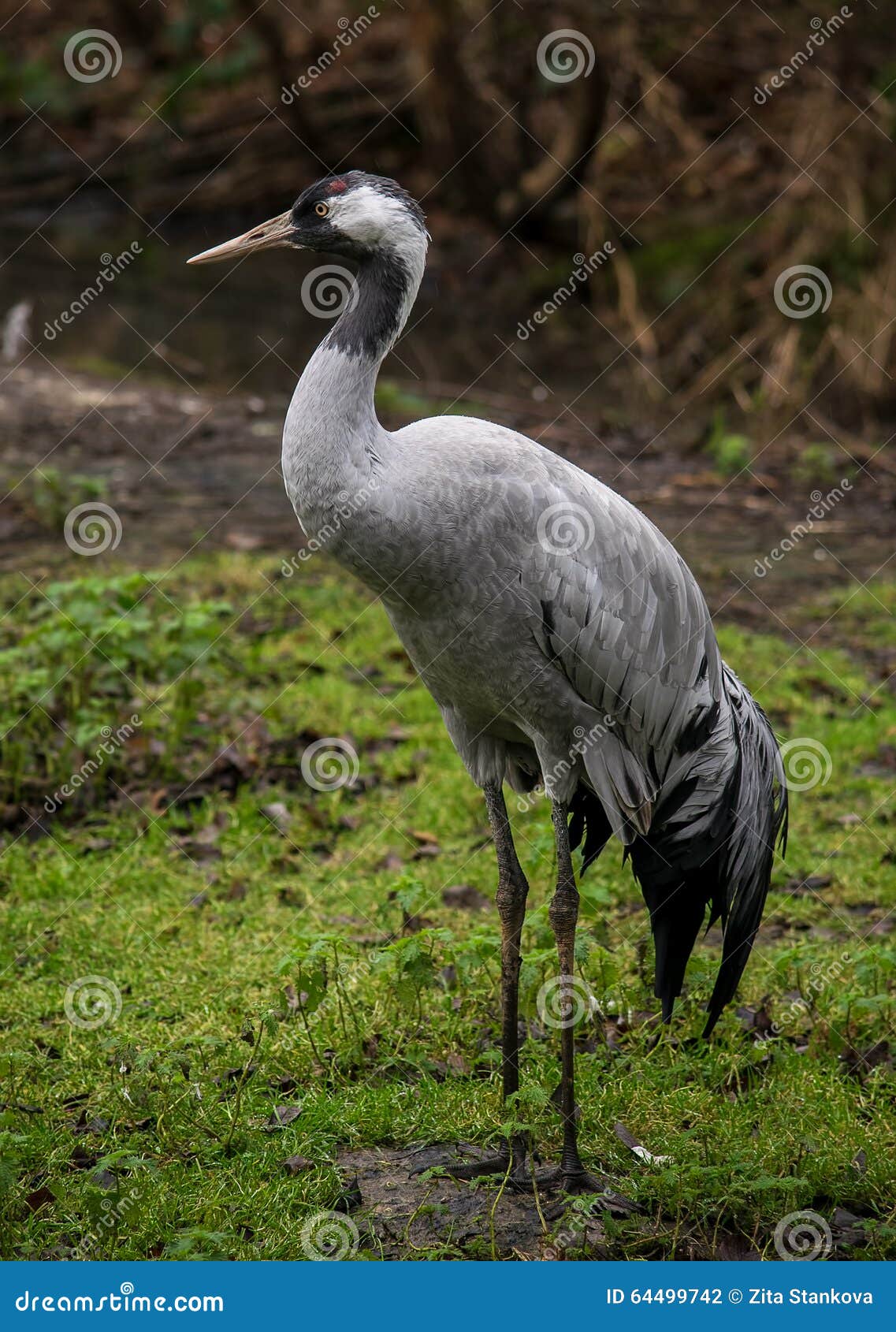 Common crane in the nature stock photo. Image of wilderness - 64499742