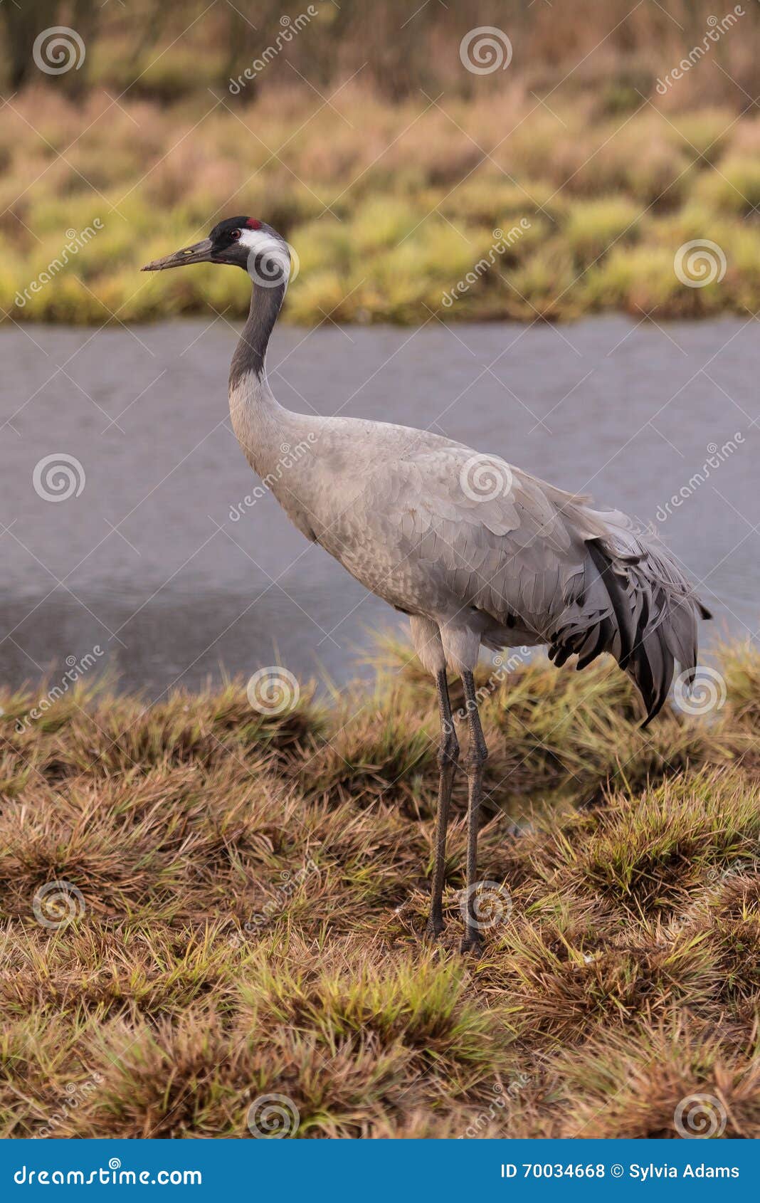 Common crane stock photo. Image of field, landscape, grassland - 70034668