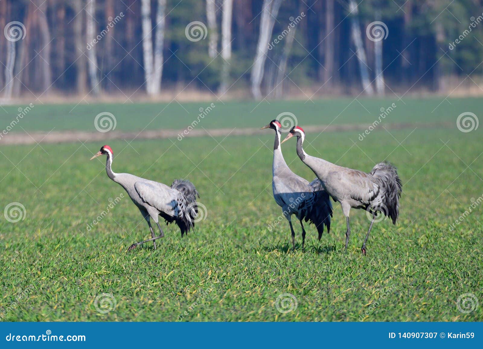 Common crane in spring stock image. Image of common - 140907307