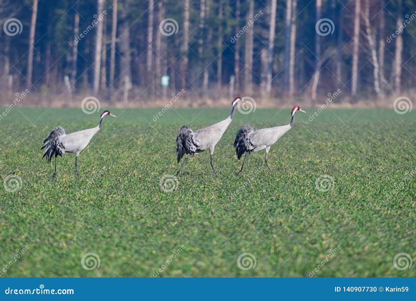 Common crane in spring stock photo. Image of couple - 140907730