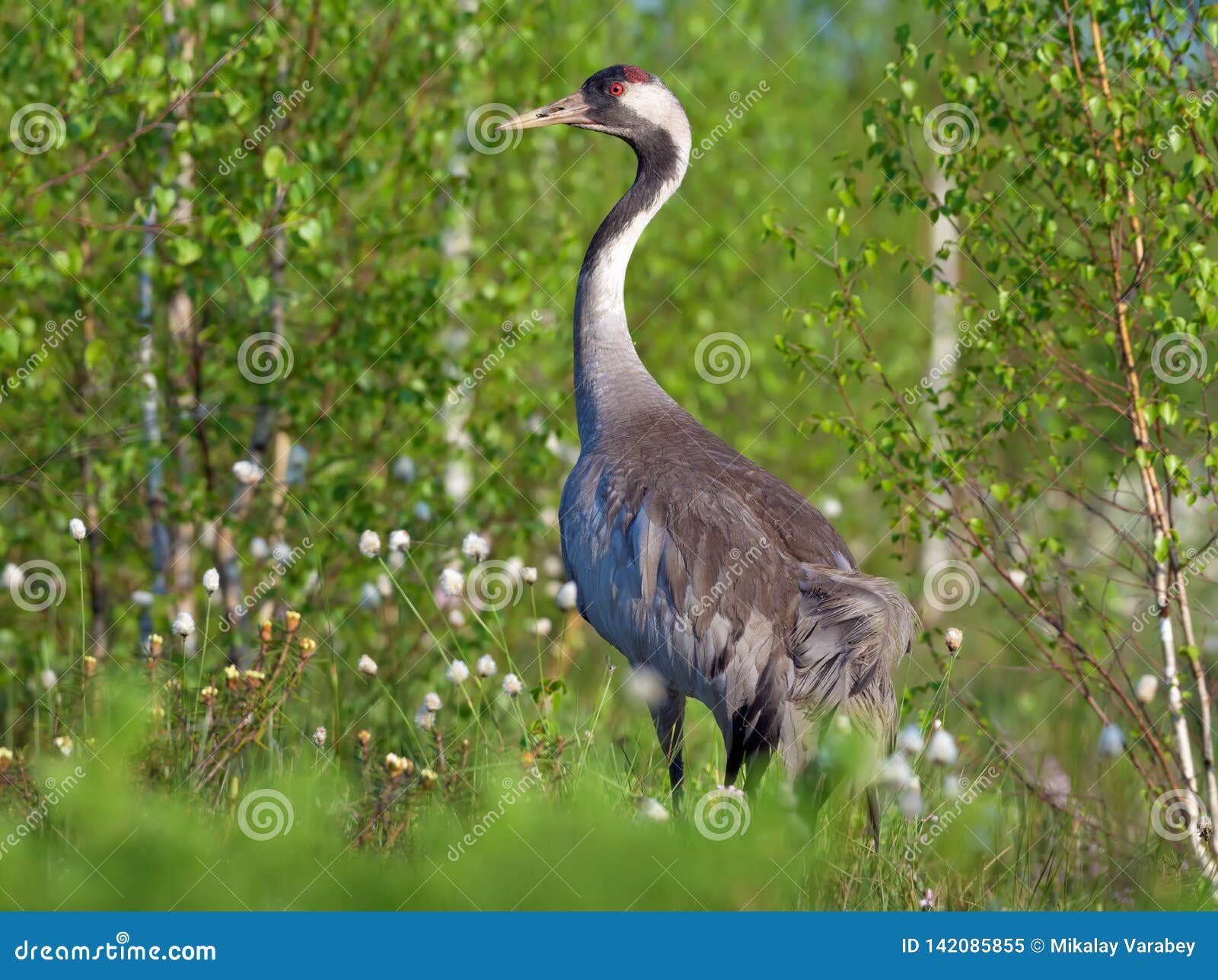 Common Crane Standing in Green Marsh Habitat Stock Image - Image of ...