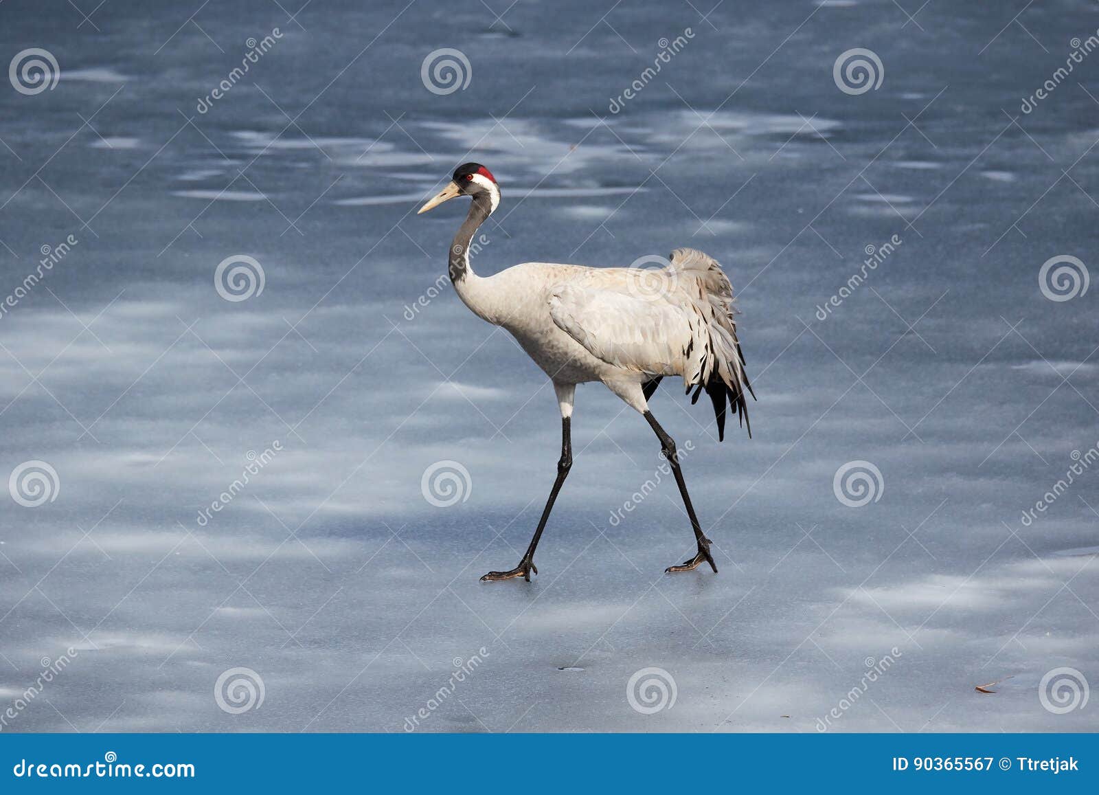Common Crane Walking on the Ice of a Frozen Water in Early Spring Stock ...