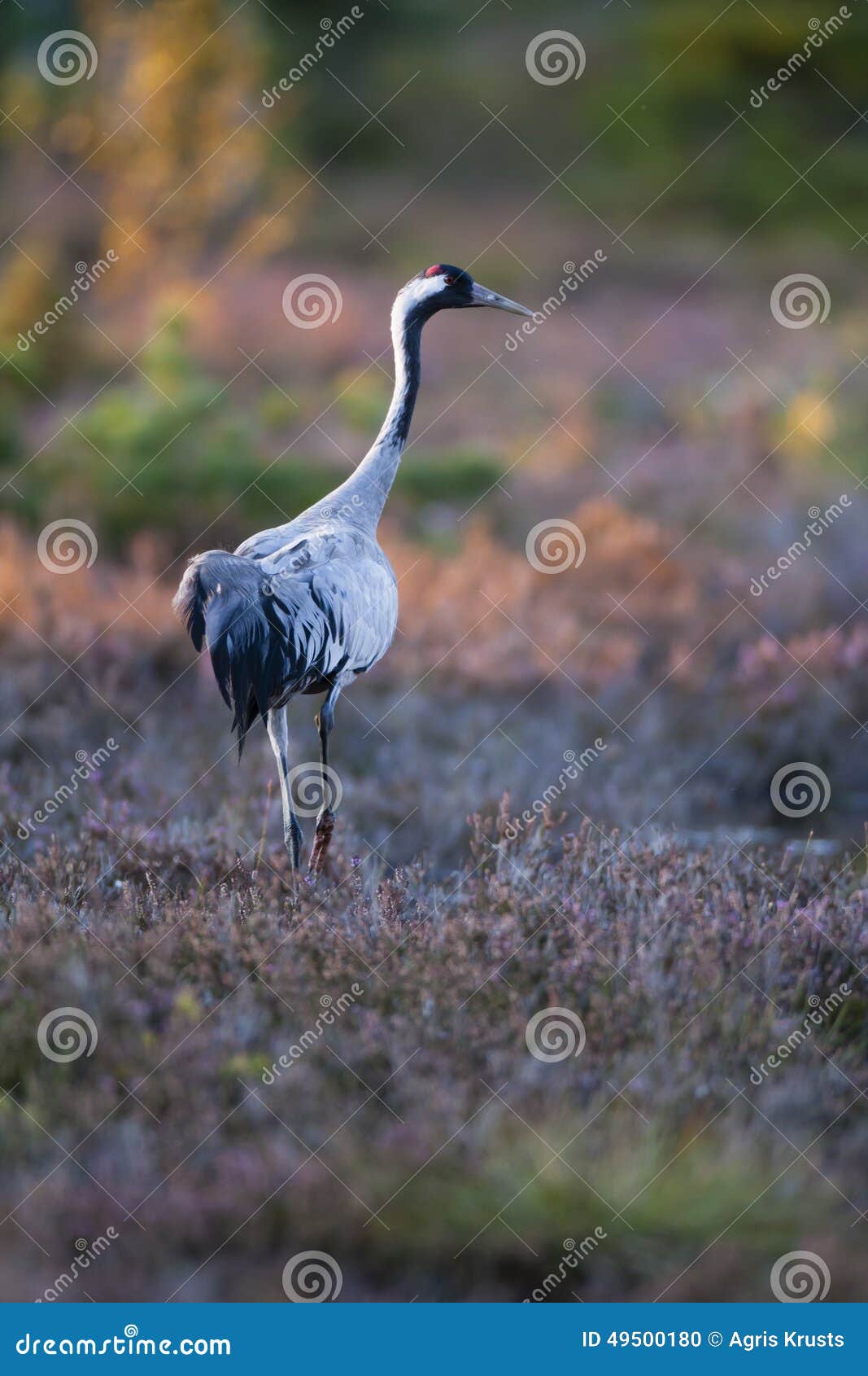 Common crane stock photo. Image of warm, wilderness, moss - 49500180