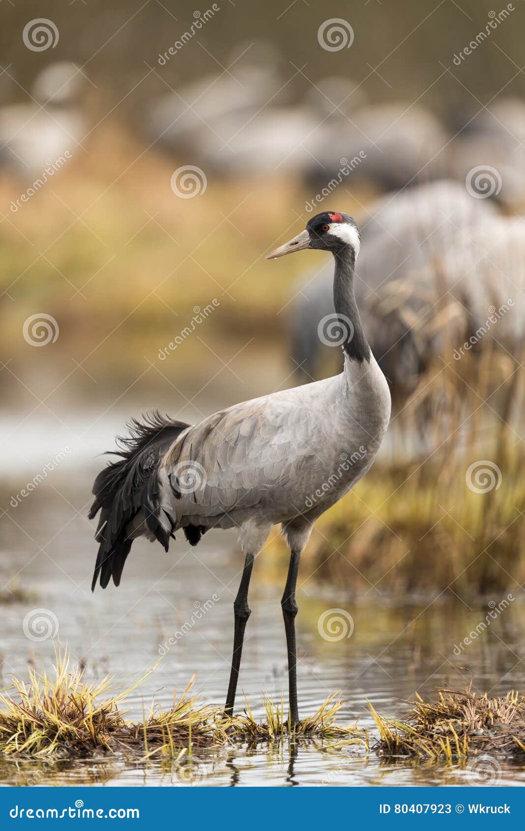 Common crane stock image. Image of seasonal, birds, wetland - 80407923