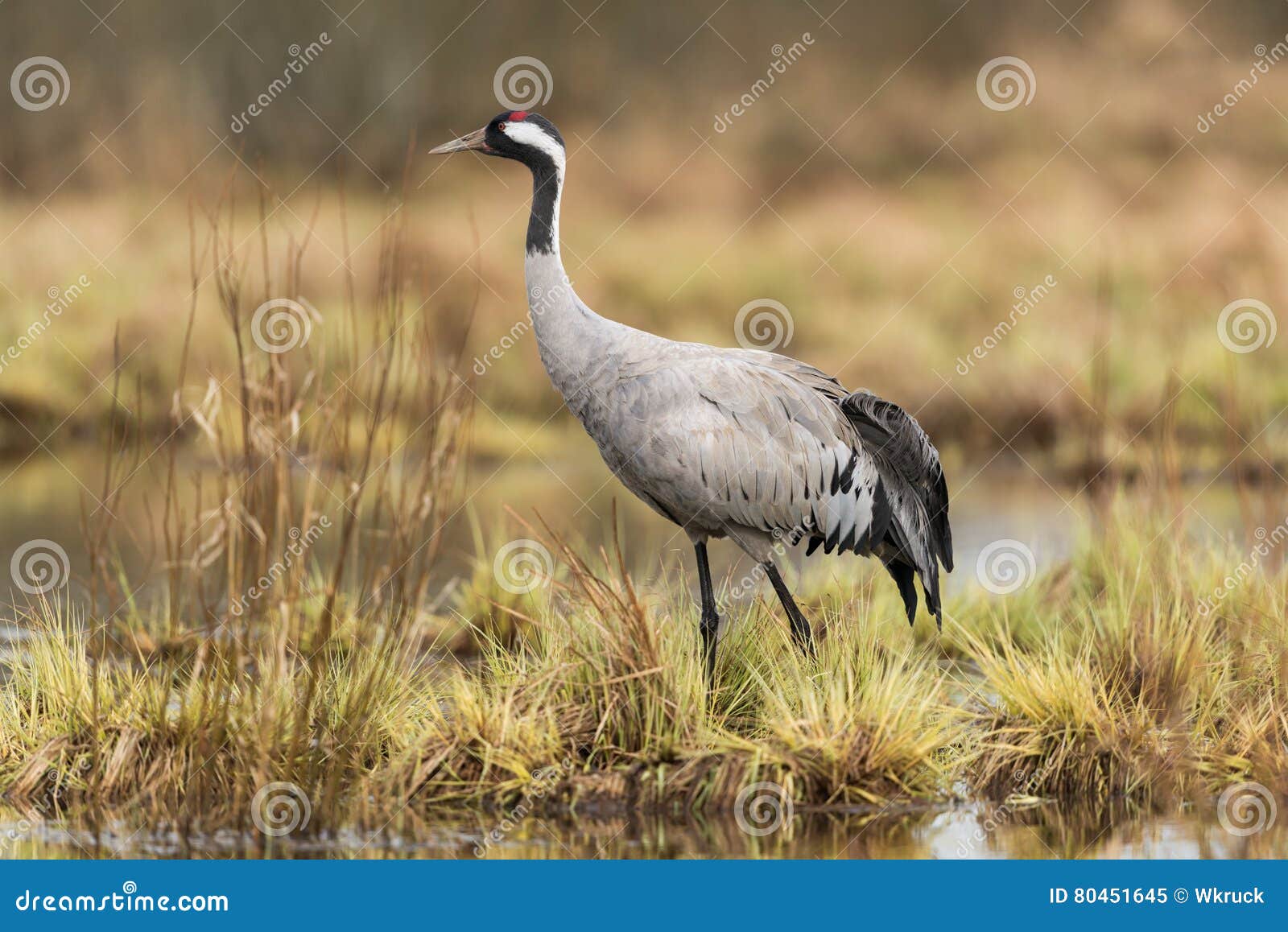 Common crane stock image. Image of sweden, stopover, animal - 80451645